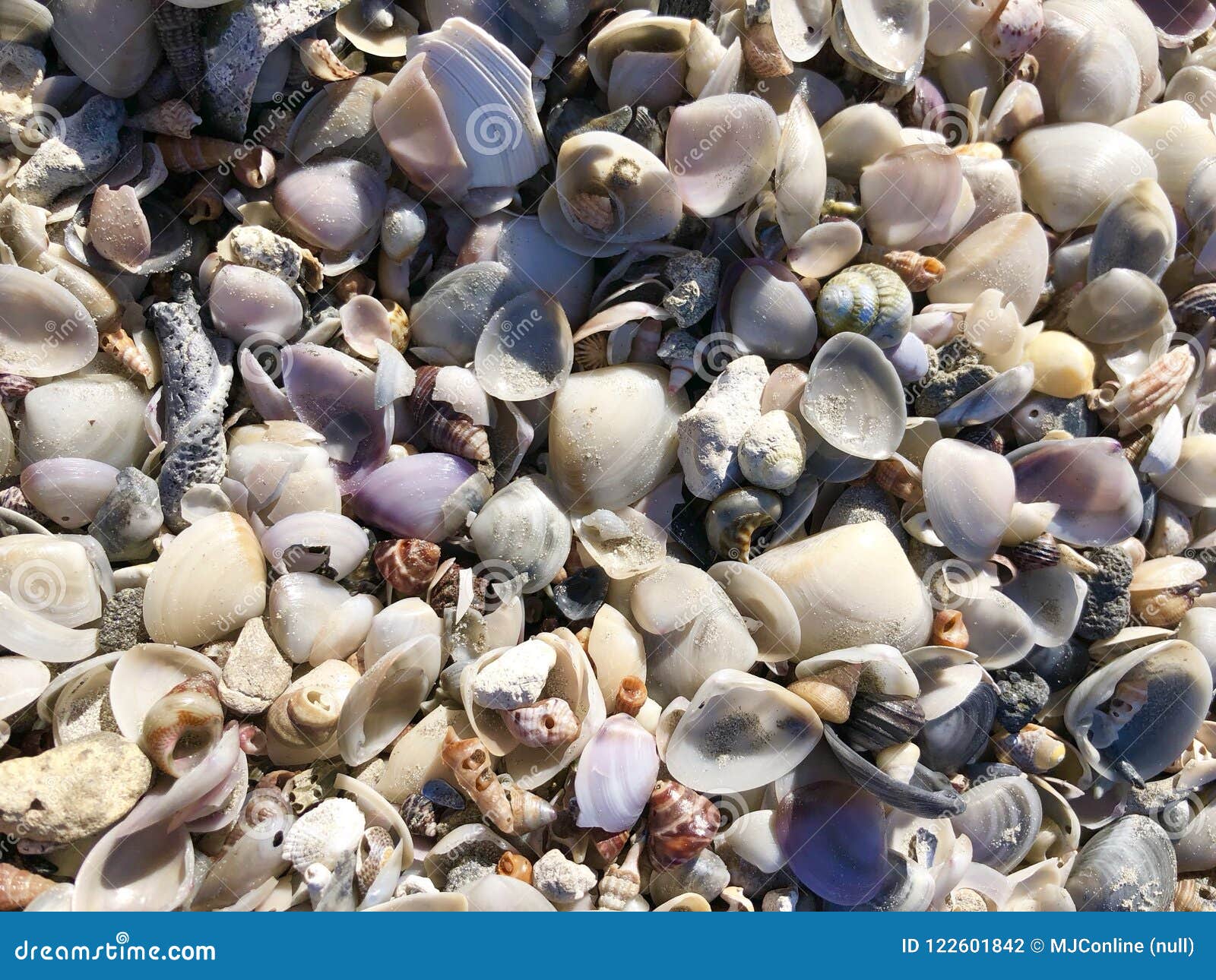 Shells on Beach in Sunshine Stock Photo - Image of summer, washed ...