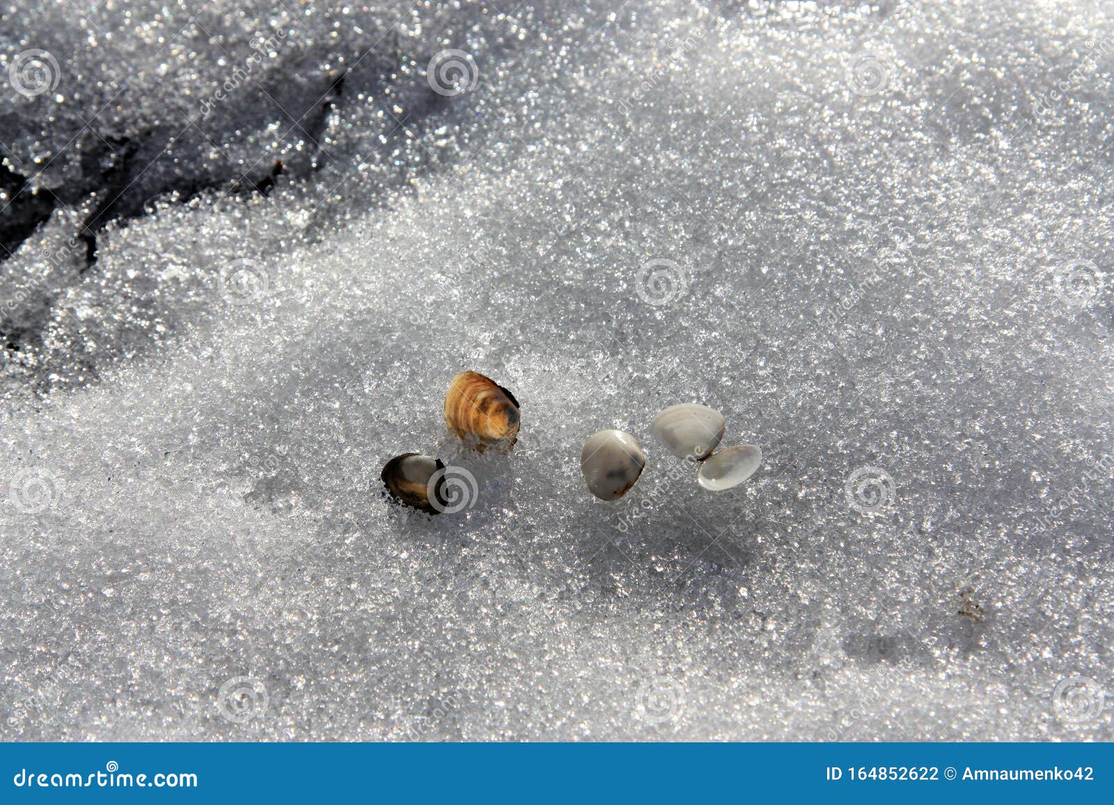 Beautiful Shells and White Snow Sparkle in the Sun Stock Photo - Image ...