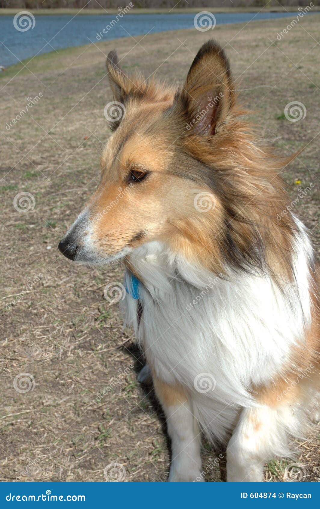 Beautiful Sheltie stock photo. Image of impertinent, flea - 604874