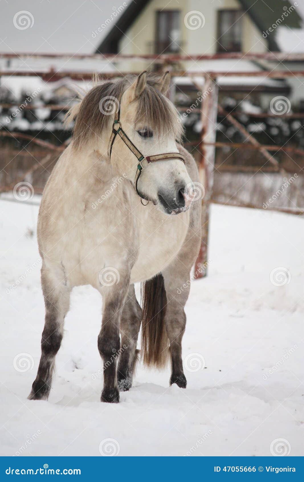 Beautiful Shetland Pony Portrait in Winter Stock Photo - Image of ...