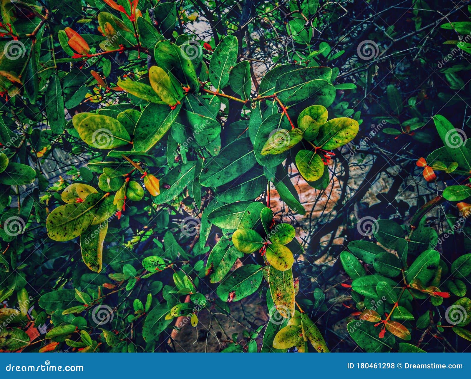 A beautiful shiney tree stock photo. Image of wildlife - 180461298