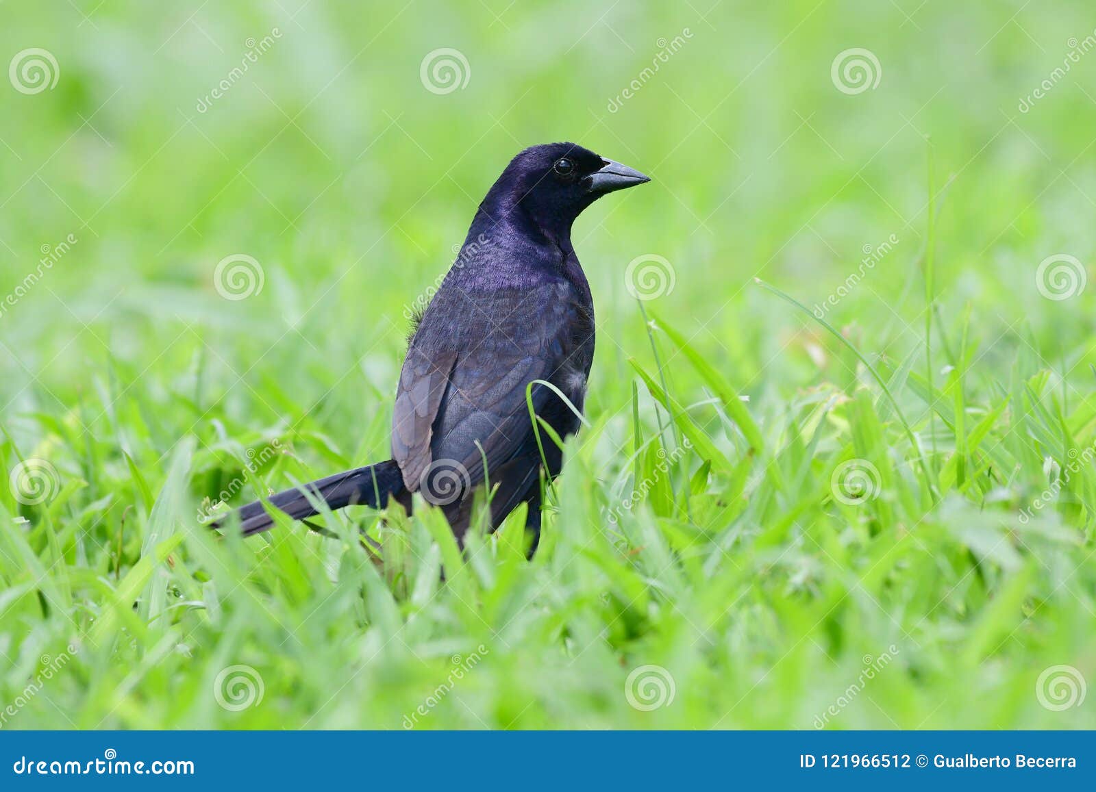Shiny Cowbird Molothrus Bonariensis Stock Photo - Image of feathers ... Shiny Cowbird Molothrus Bonariensis Stock Photo - Image of feathers ...