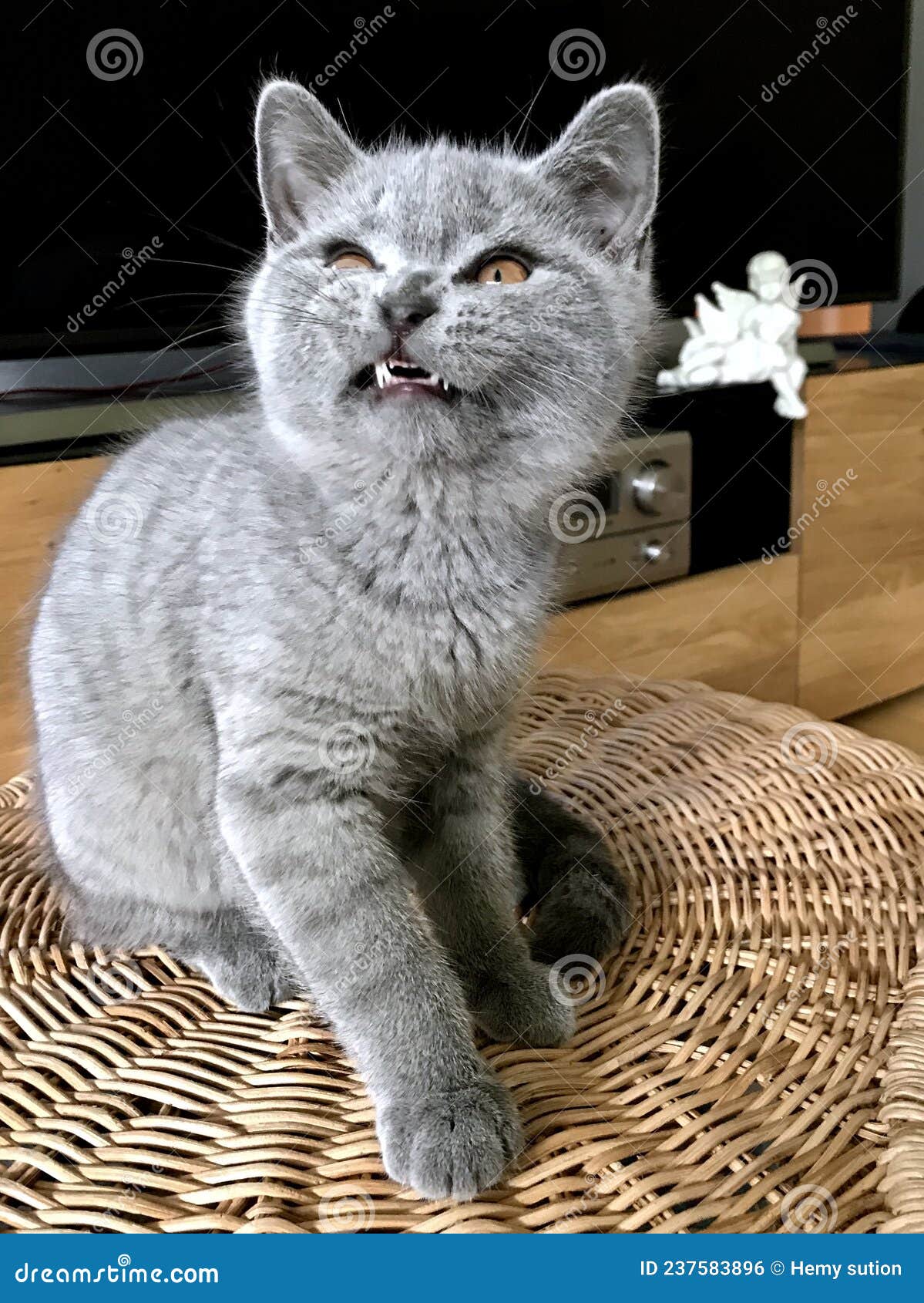 Beautiful Short Hair Cat Face Stock Photo - Image of wildcat, wildlife ...