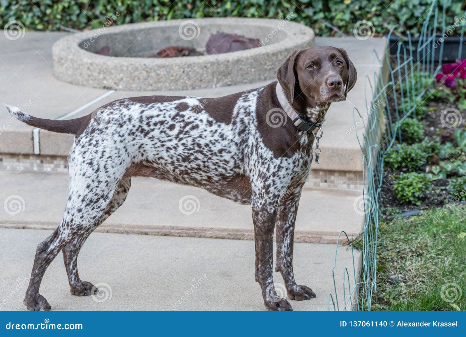 Beautiful Shorthaired German Pointer Dog Stock Photo - Image of face ...