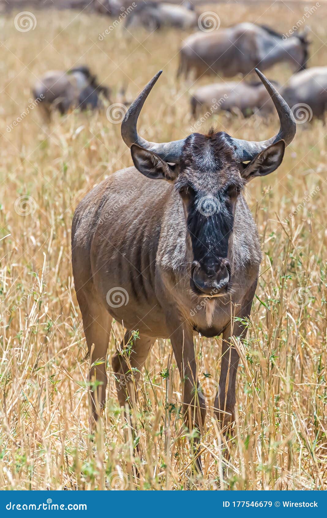 Beautiful Shot of the African Wildebeest on a Grassy Plain Stock Image ...