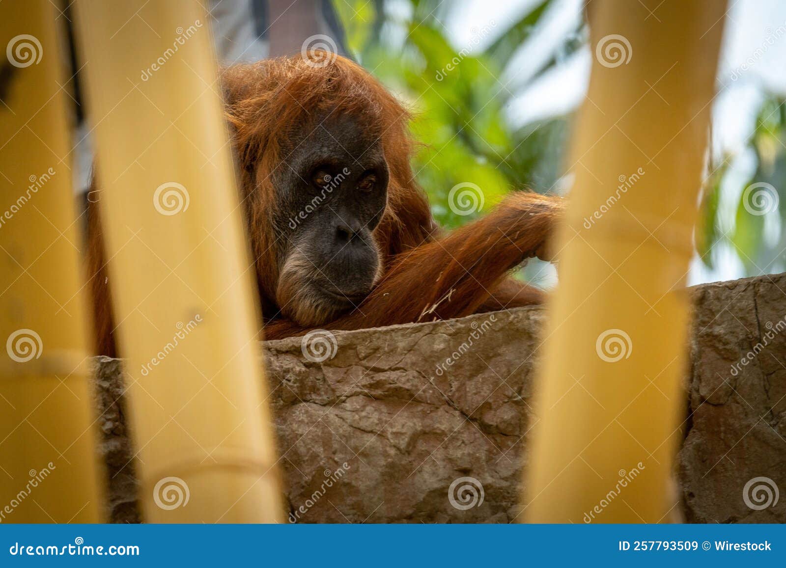 Beautiful Shot of an Ape in a Zoo Stock Image - Image of young, fauna ...