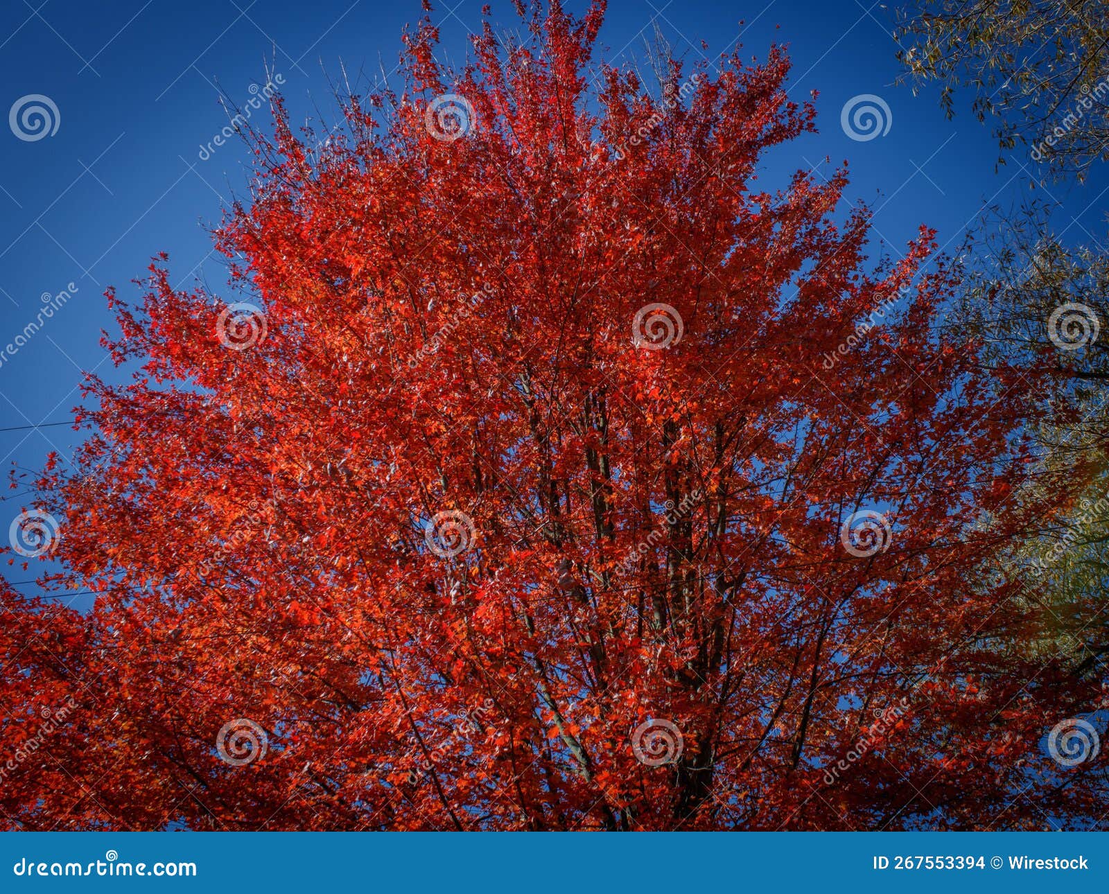 Beautiful Shot of an Autumn Tree with Bright Red Leaves Stock Photo ...
