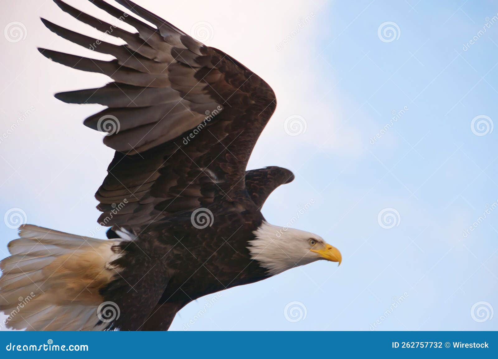 Beautiful Shot of a Bald Eagle Flying High in Blue Sky Stock Photo - Image of strong ...