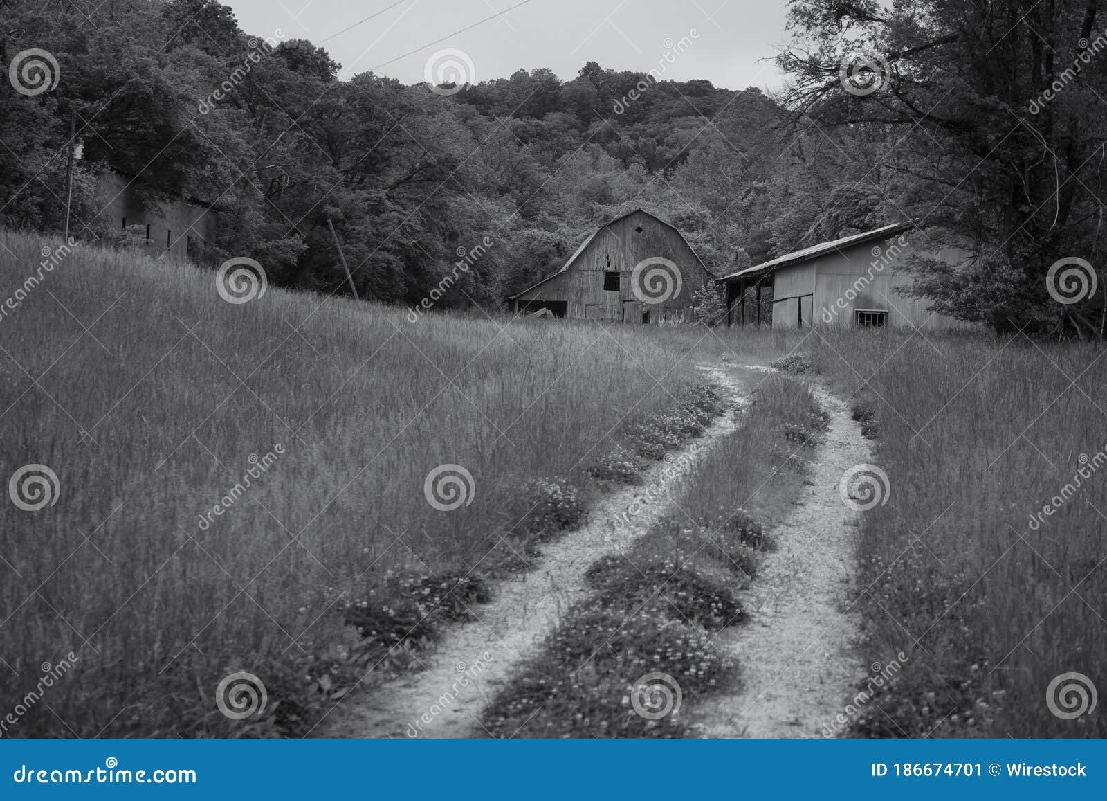 Beautiful Shot of a Barn Surrounded by Trees with a Pathway Along with ...