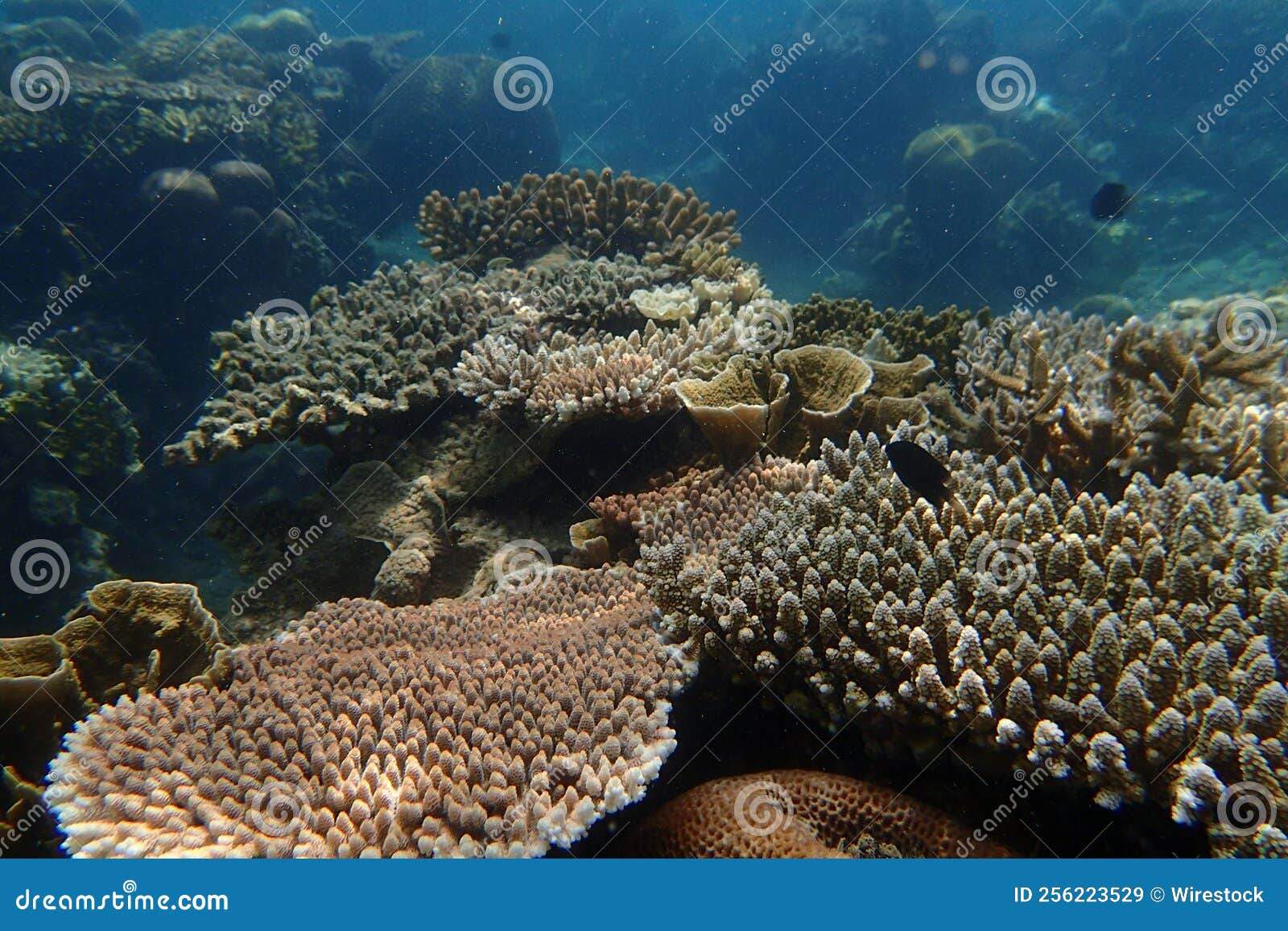 Beautiful Shot of a Barrier Reef Underwater Stock Image - Image of reef ...