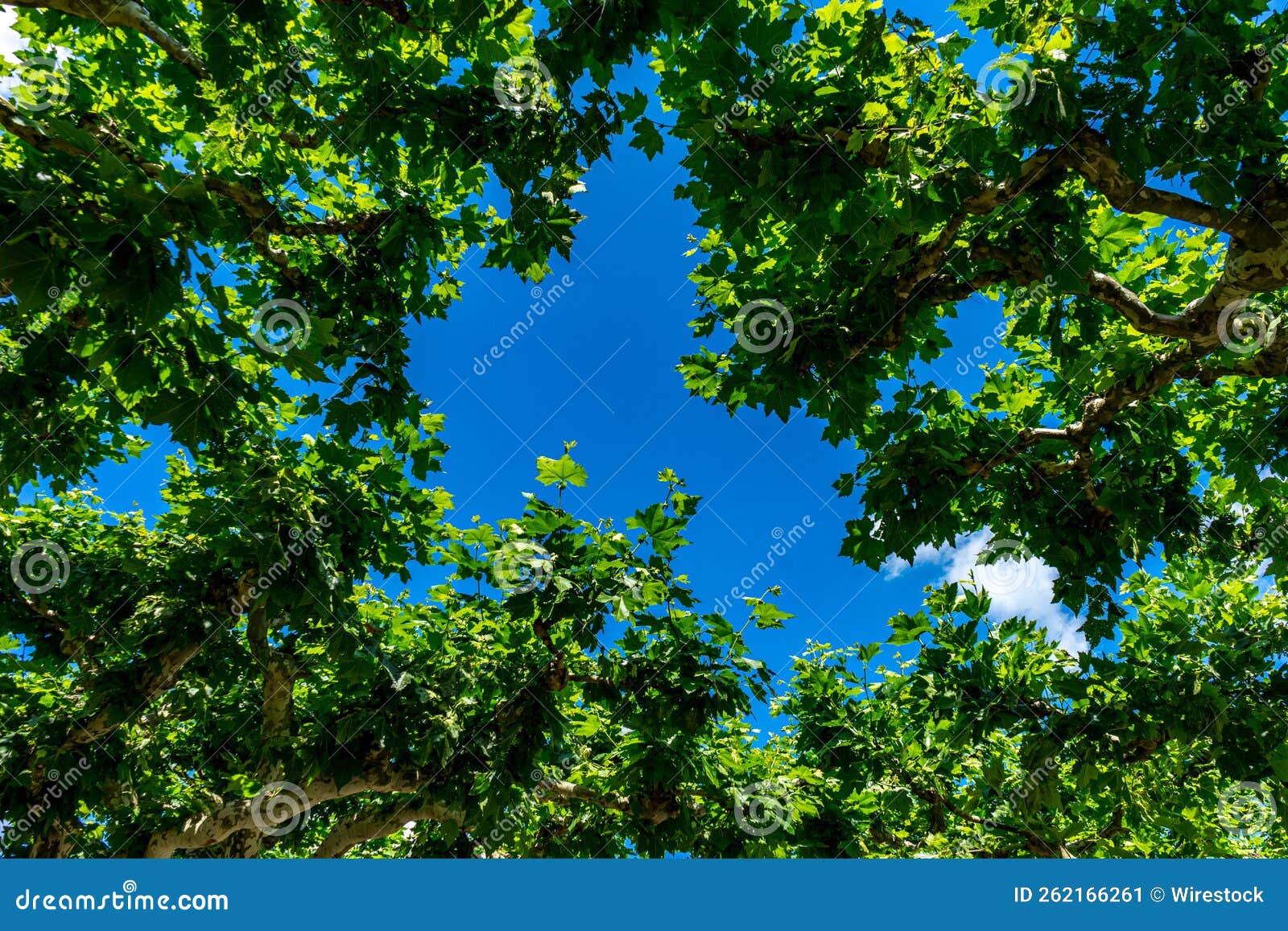 Beautiful Shot from Below of Trees Stock Image - Image of nature ...