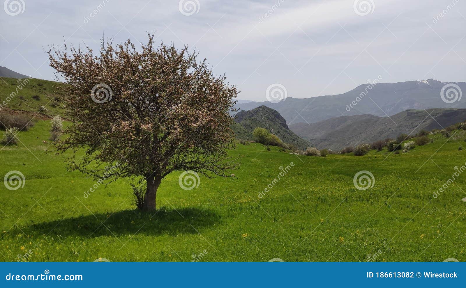 Beautiful Shot of a Big Tree Standing on a Green Meadow at Foothill ...