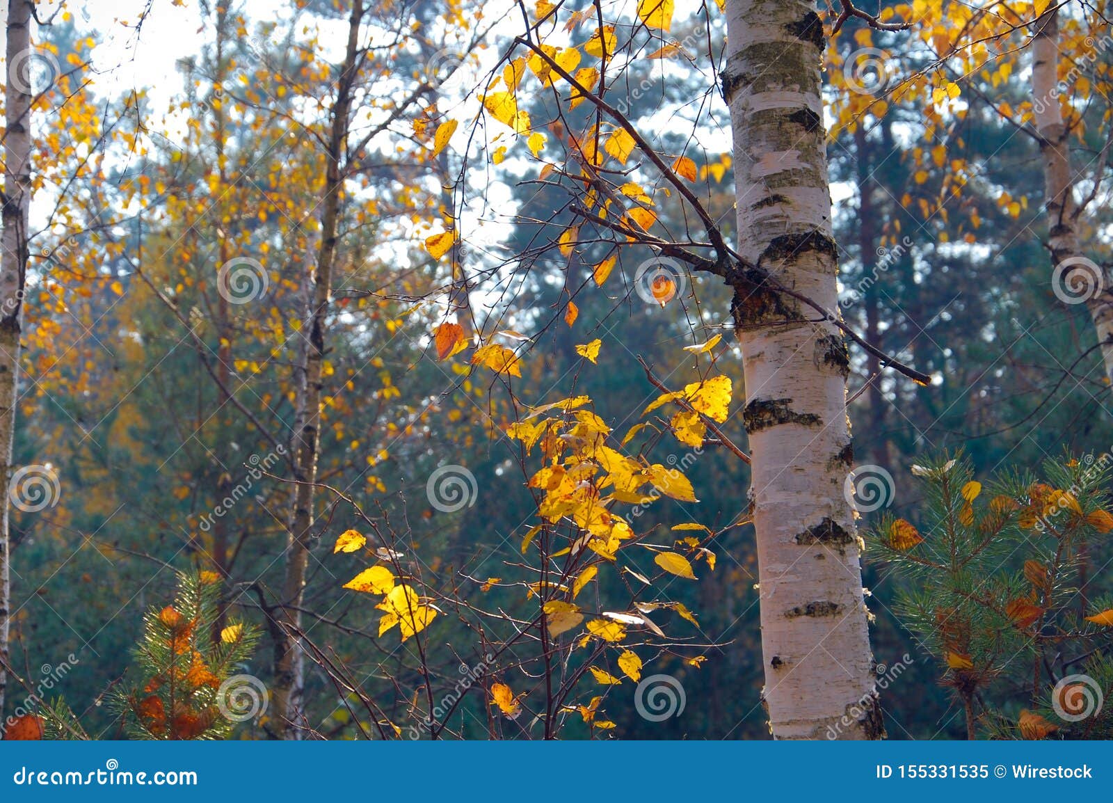 Beautiful Shot of a Birch Tree in a Thick Forest with Golden Leaves ... Beautiful Shot of a Birch Tree in a Thick Forest with Golden Leaves ...
