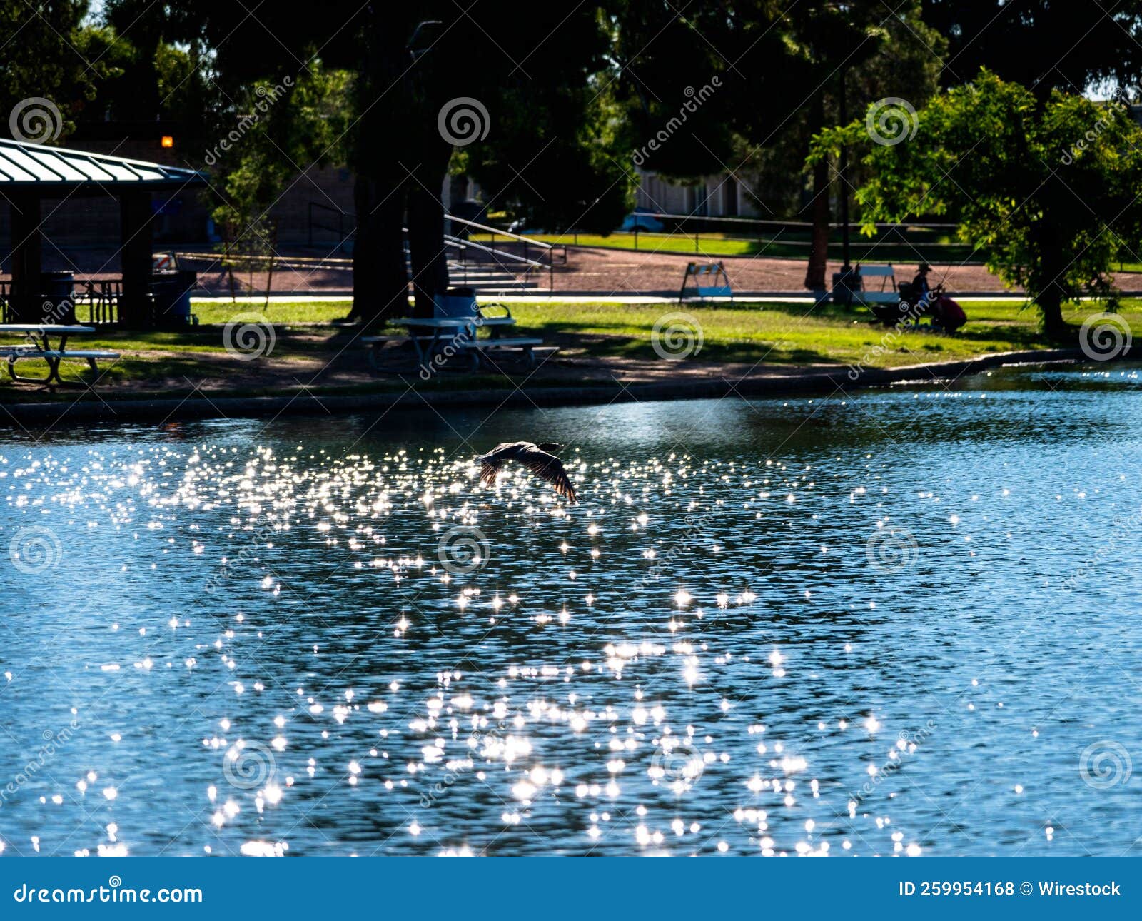 Beautiful Shot of a Bird Flying Over the River Stock Photo - Image of ...