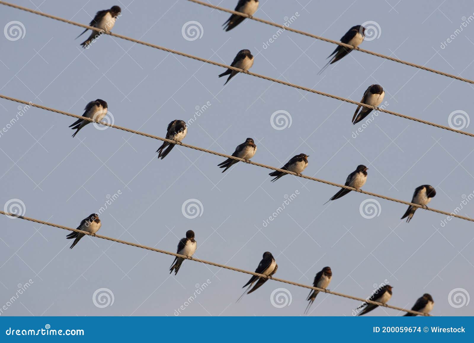 Beautiful Shot of Birds Perched on Cables Stock Photo - Image of wires ...