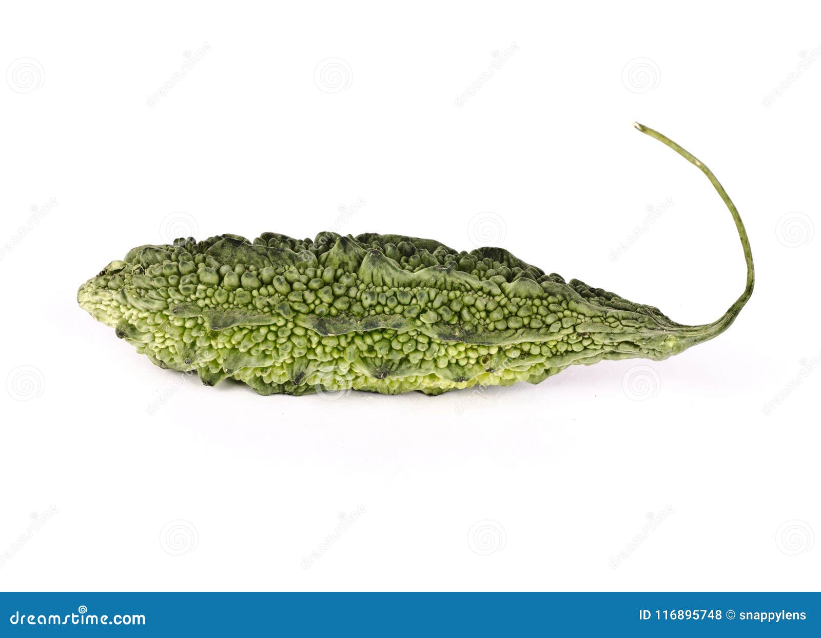 A bitter melon vegetable stock photo. Image of healthy - 116895748