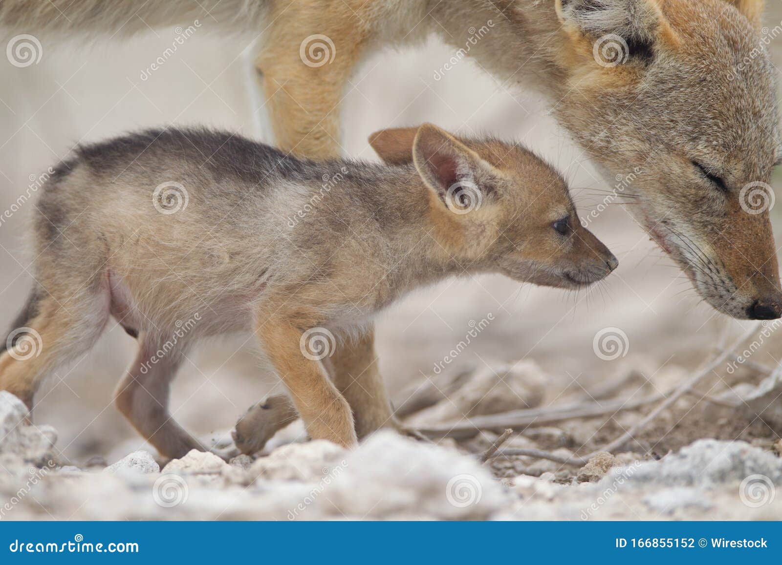 Beautiful Shot of a Black-backed Sand Fox and Her Baby Playing on the ...