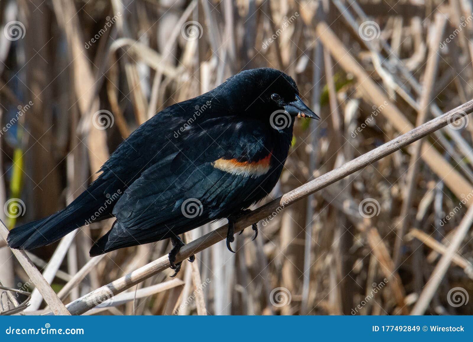 Beautiful Shot of a Blackbird Standing on the Branch Stock Image ...