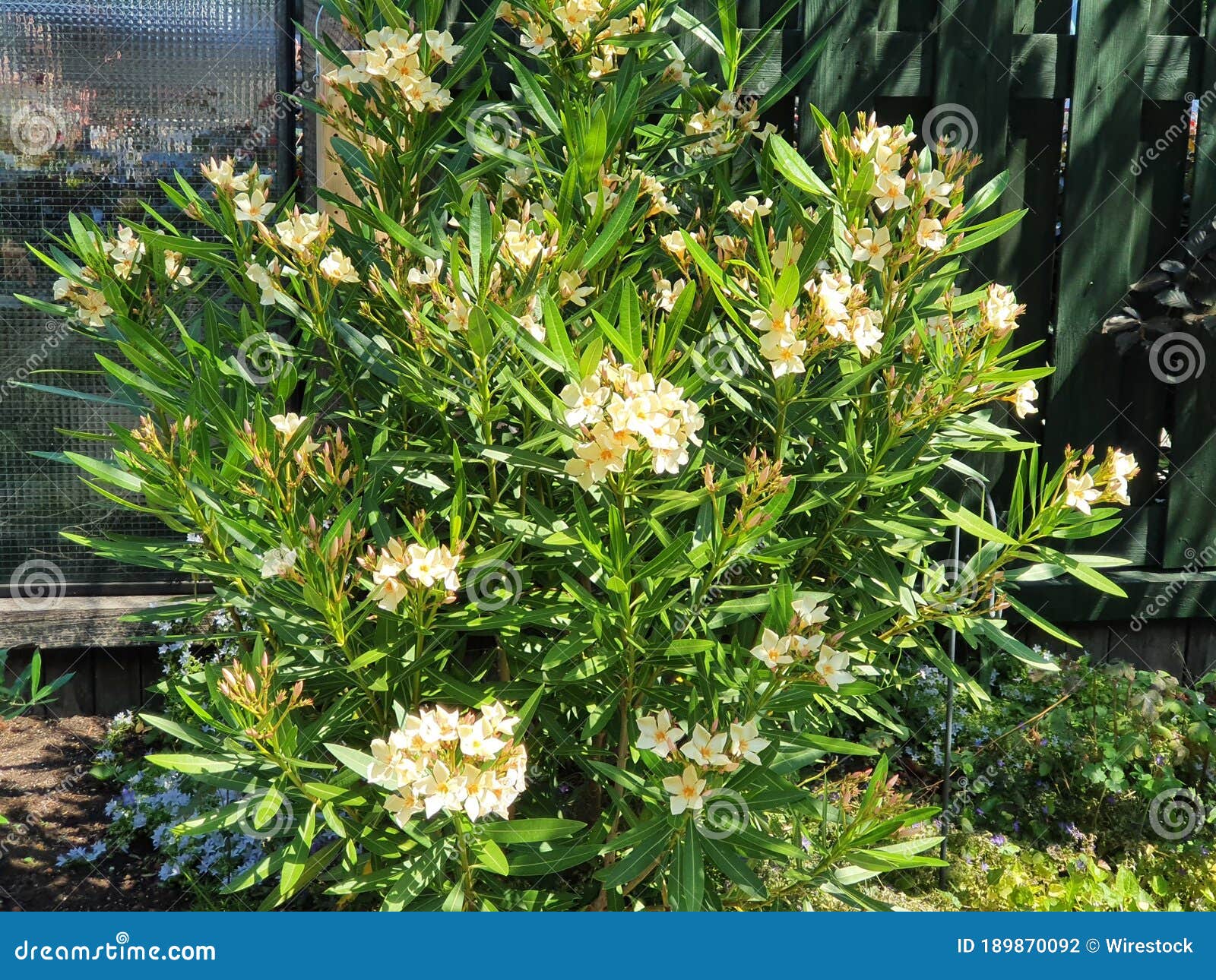 Beautiful Shot of a Blooming Light Orange Oleander Bush Stock Photo ...