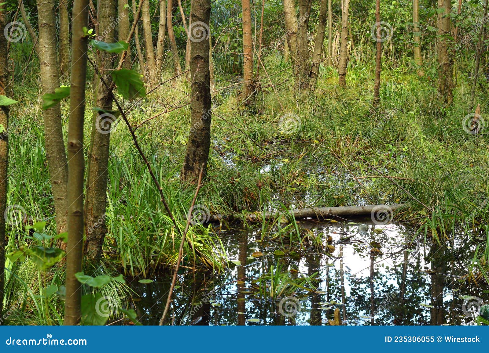 Beautiful Shot of a Breathtaking Forest during the Day Stock Image ...