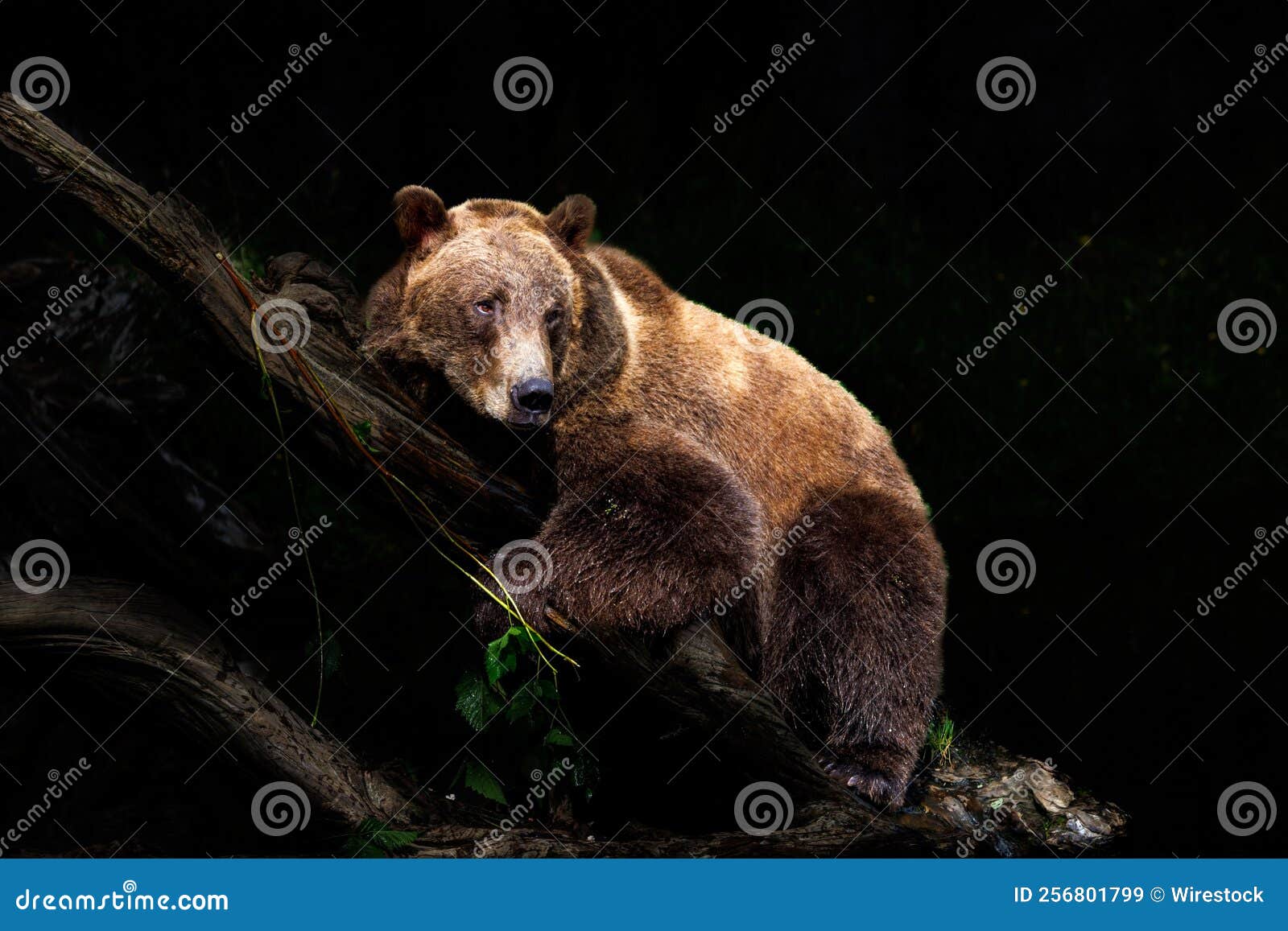Beautiful Shot of a Brown Bear on a Branch Isolated on a Black ...