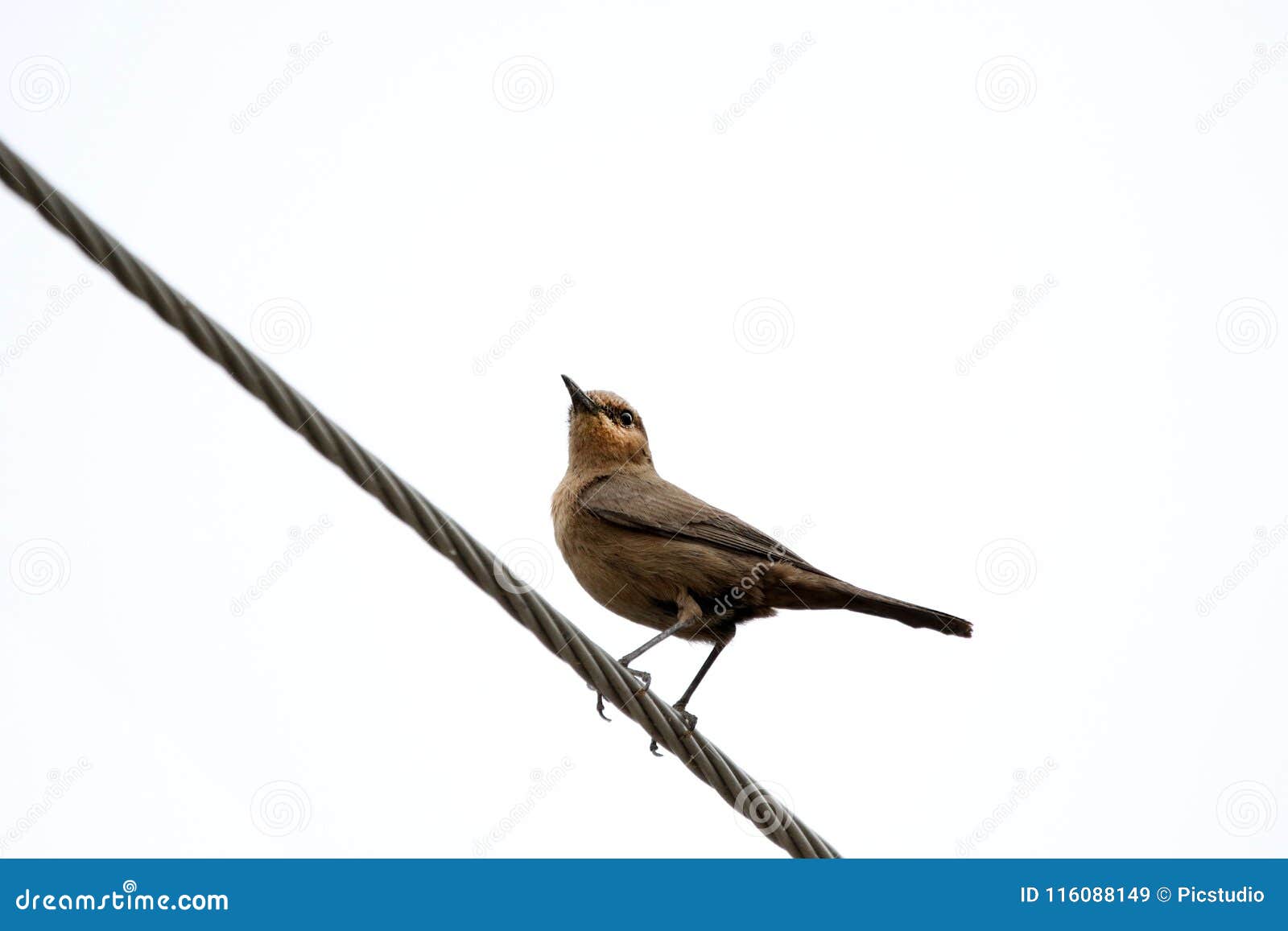 Brown robin stock image. Image of indian, colors, breasted - 116088149