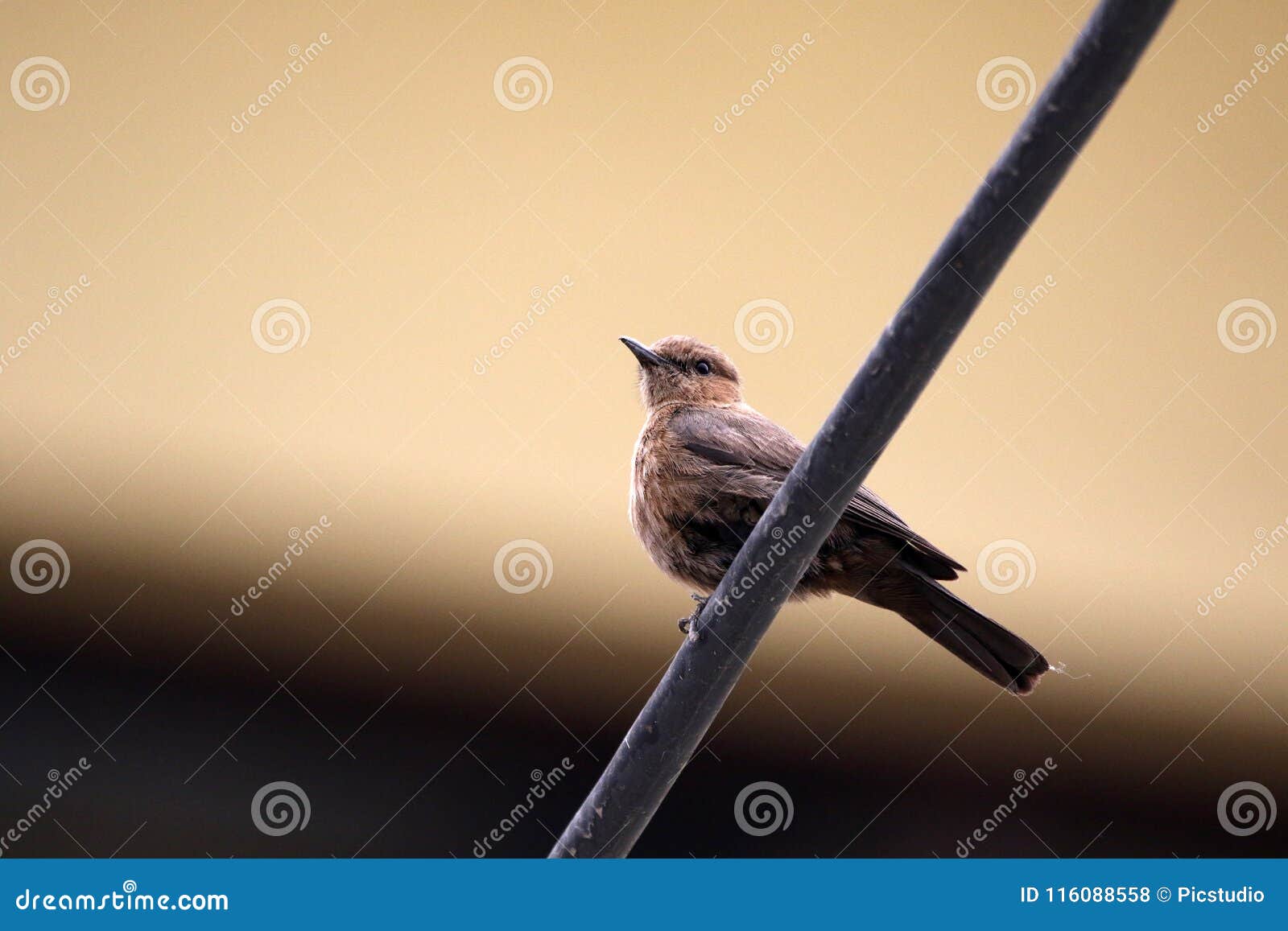 Brown robin stock photo. Image of magpie, colors, brown - 116088558