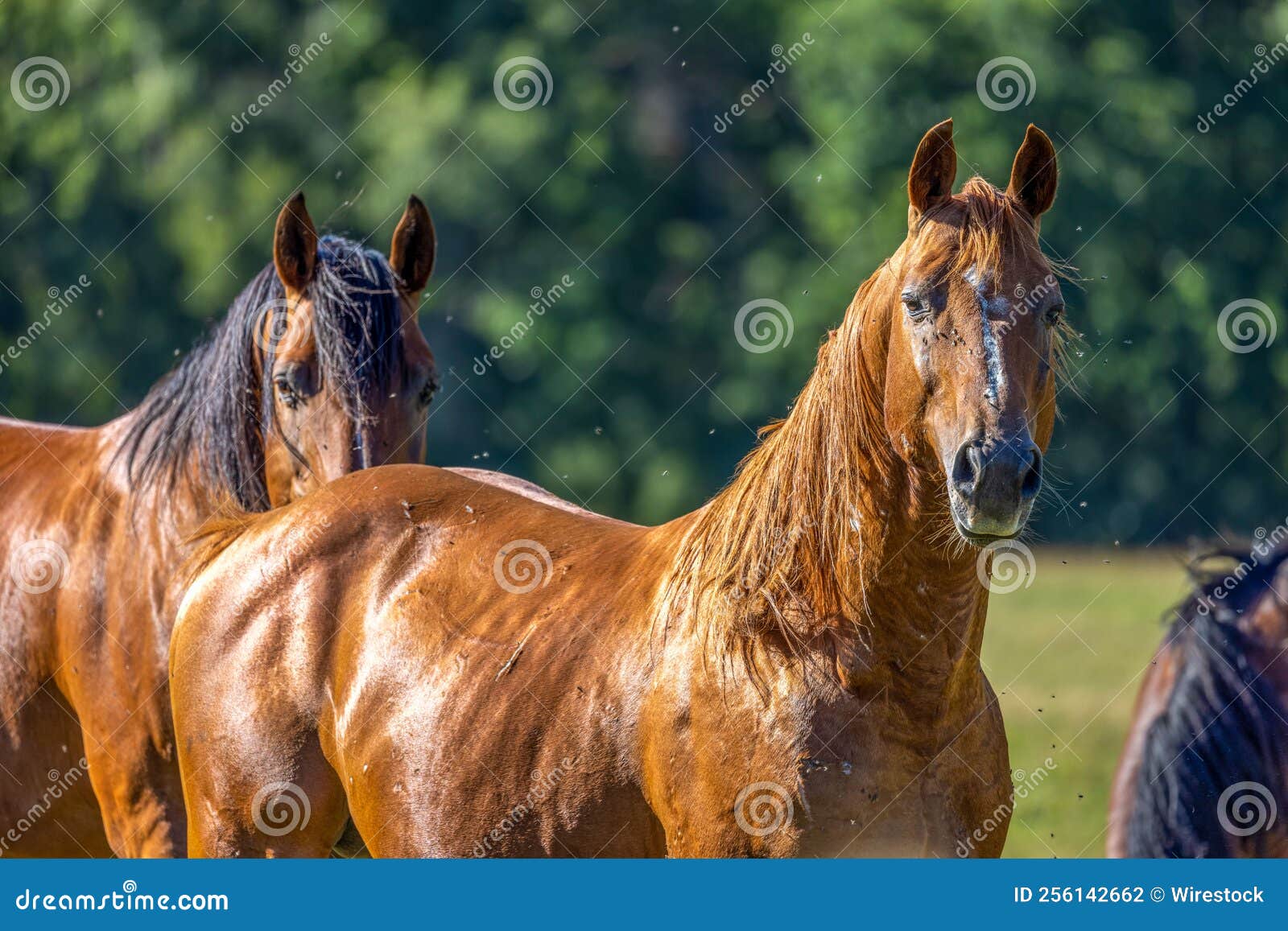 Beautiful Shot of Brown Stallions on a Grass Field Stock Photo - Image ...