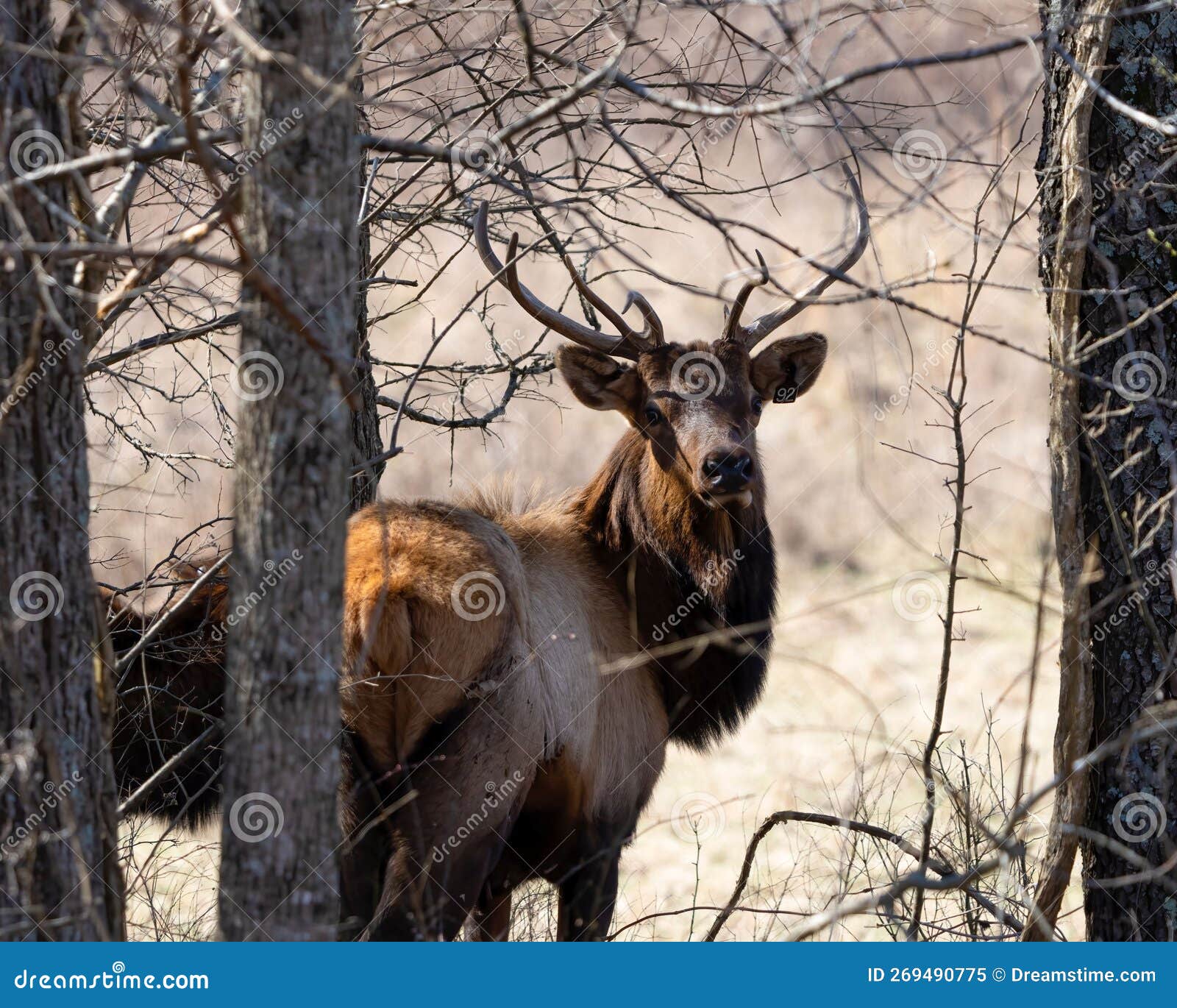 Beautiful Shot of a Bull Elk with a Marked Ear in a Forest Stock Image ...