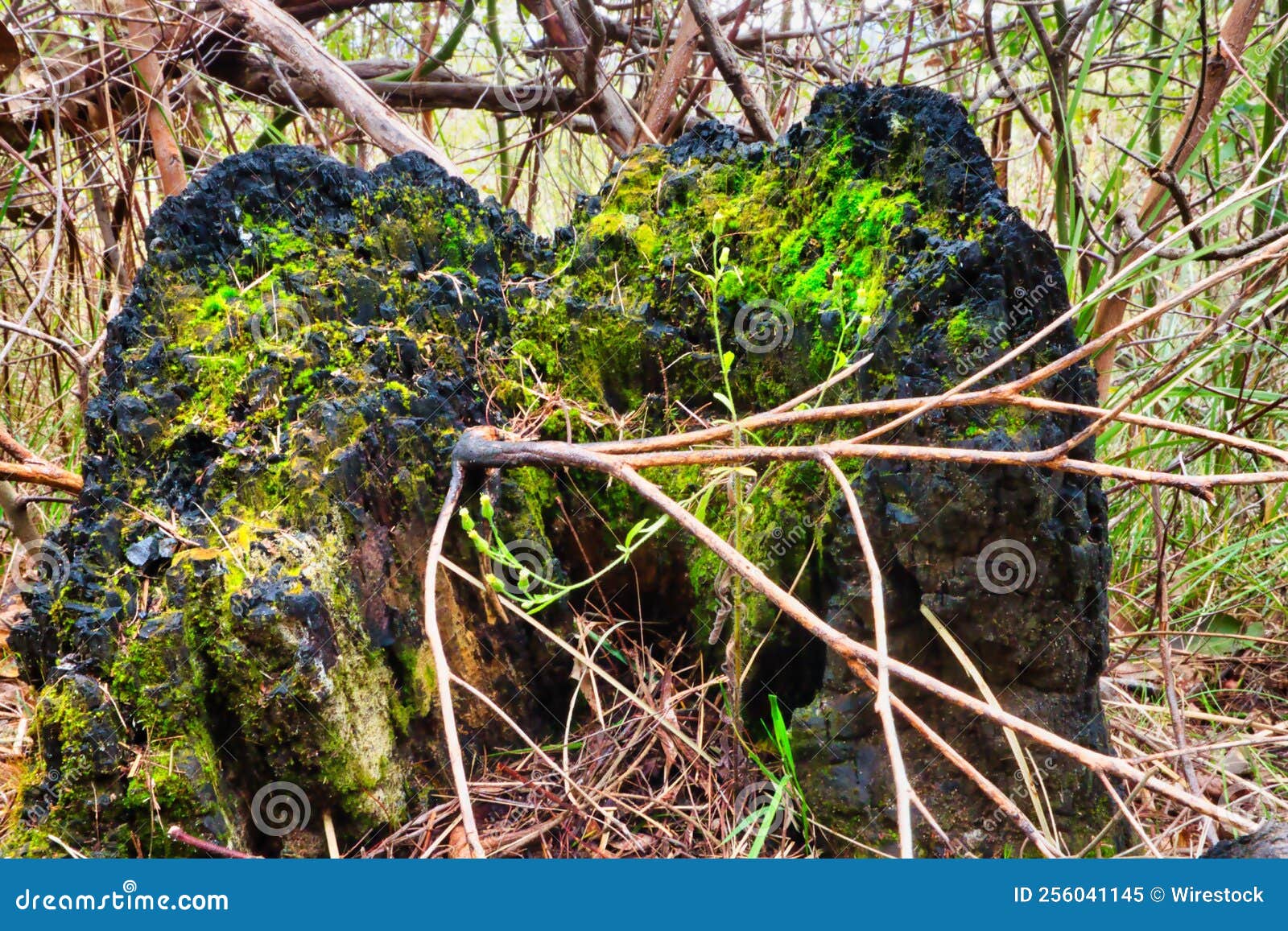 Beautiful Shot of a Burnt Tree Stump Covered with Moss Stock Image ...