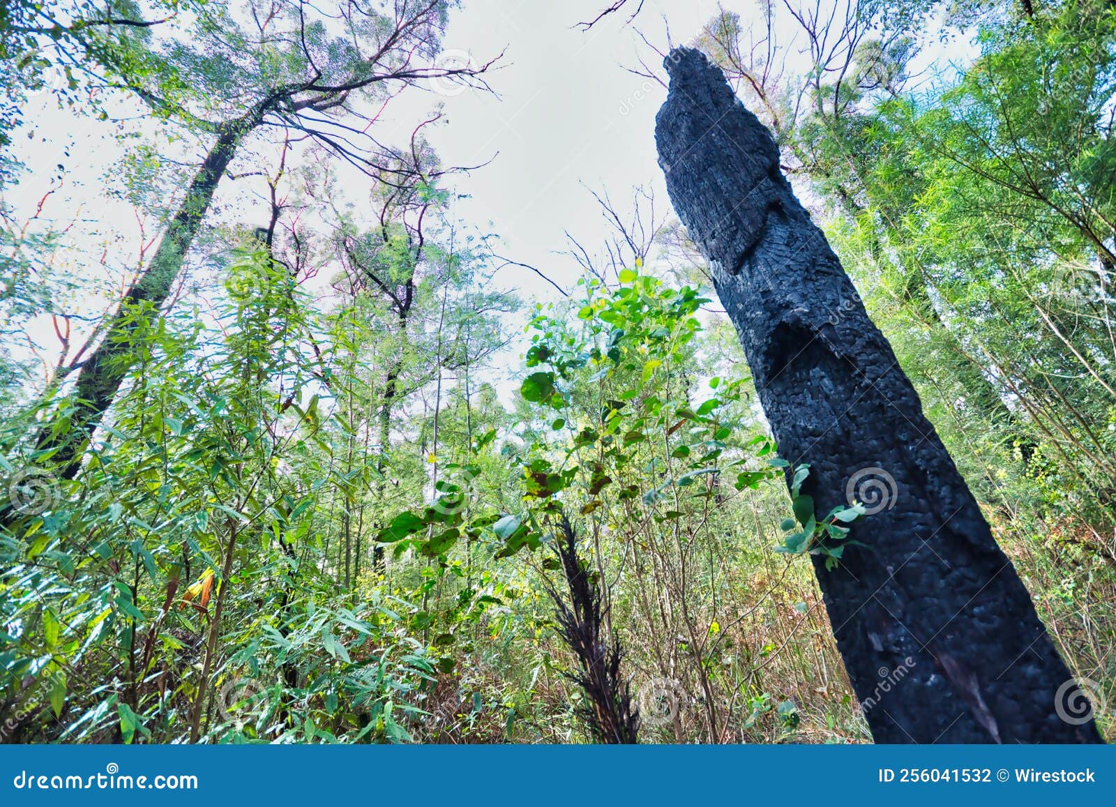 Beautiful Shot of a Burnt Tree Trunk after a Forest Fire Stock Photo ...