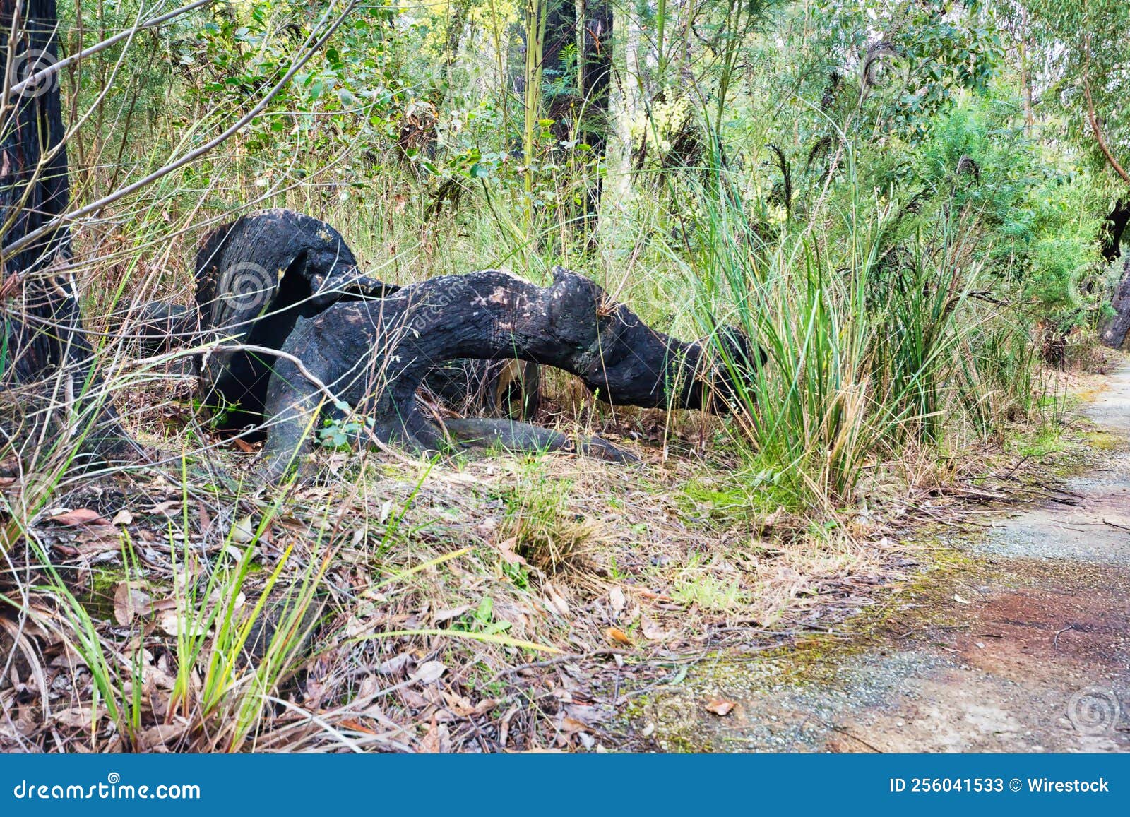 Beautiful Shot of a Burnt Tree Trunk after a Forest Fire Stock Image ...