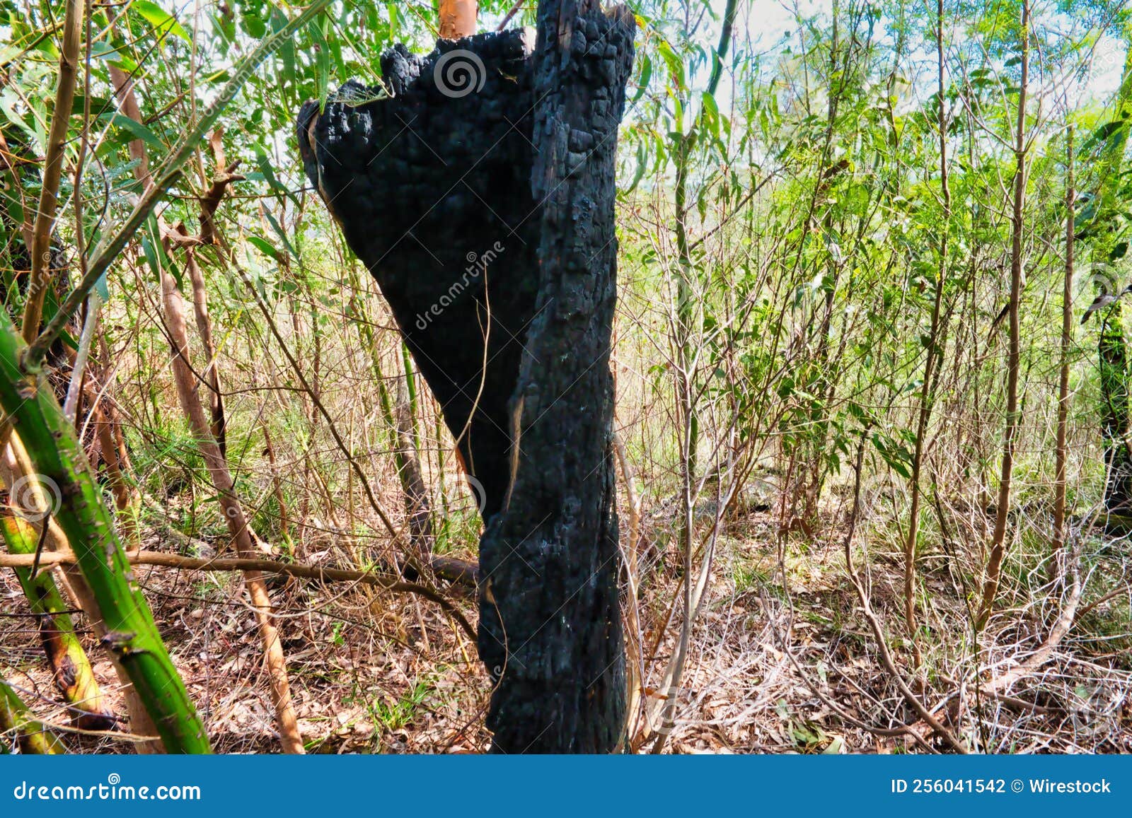 Beautiful Shot of a Burnt Tree Trunk after a Forest Fire Stock Photo ...
