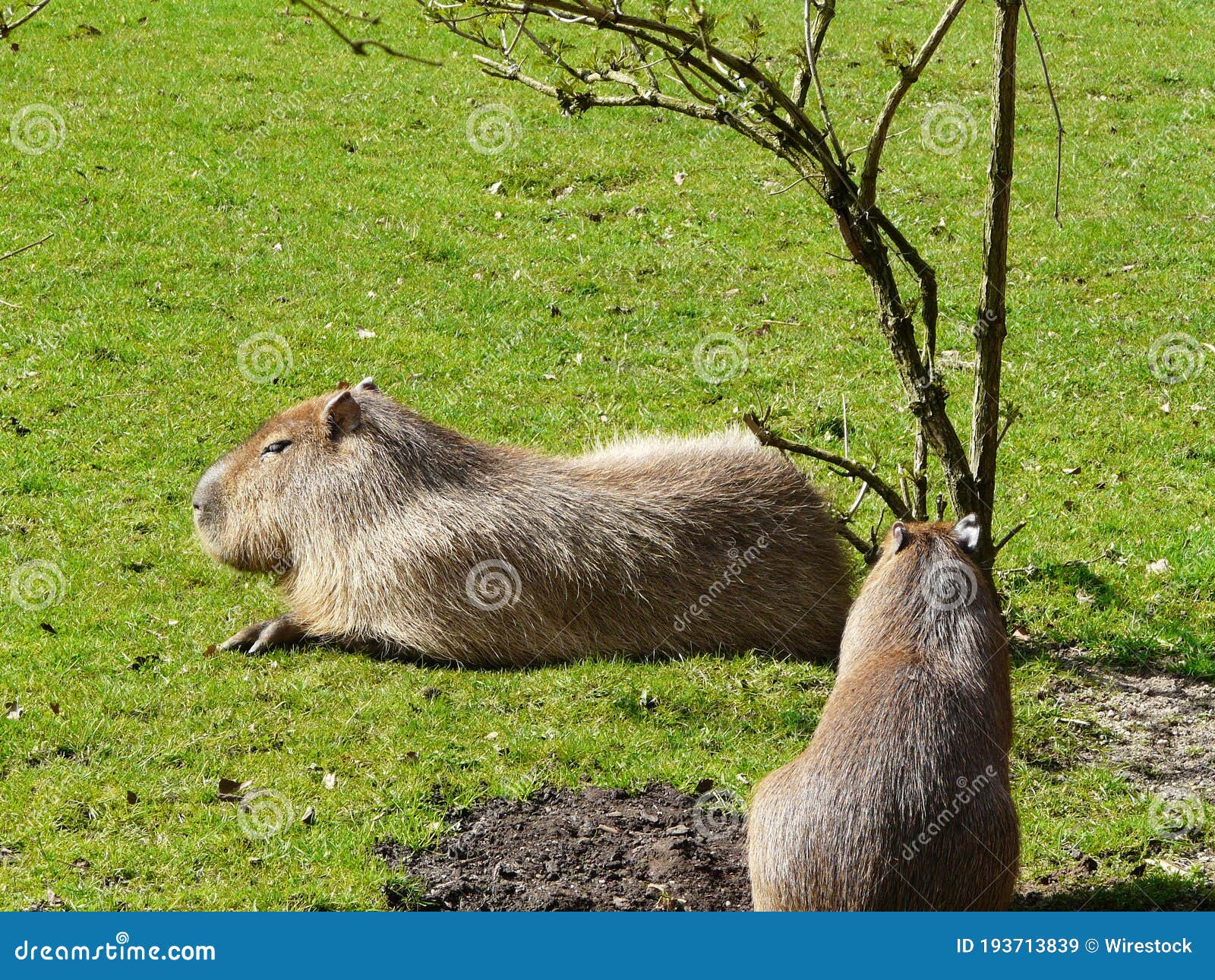 Capybara Lying Under The Tree Royalty-Free Stock Photo | CartoonDealer ...