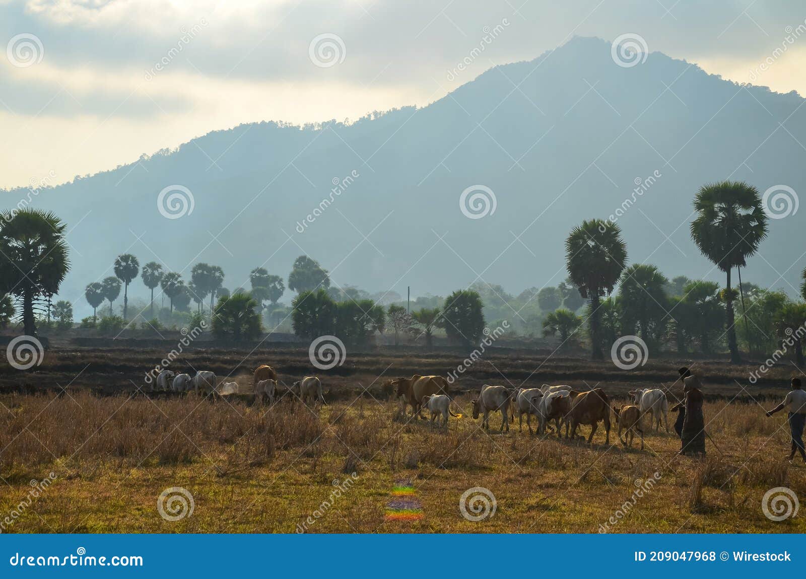 Beautiful Shot of Cattle Grazing in a Meadow in Dawei, Myanmar Stock ...