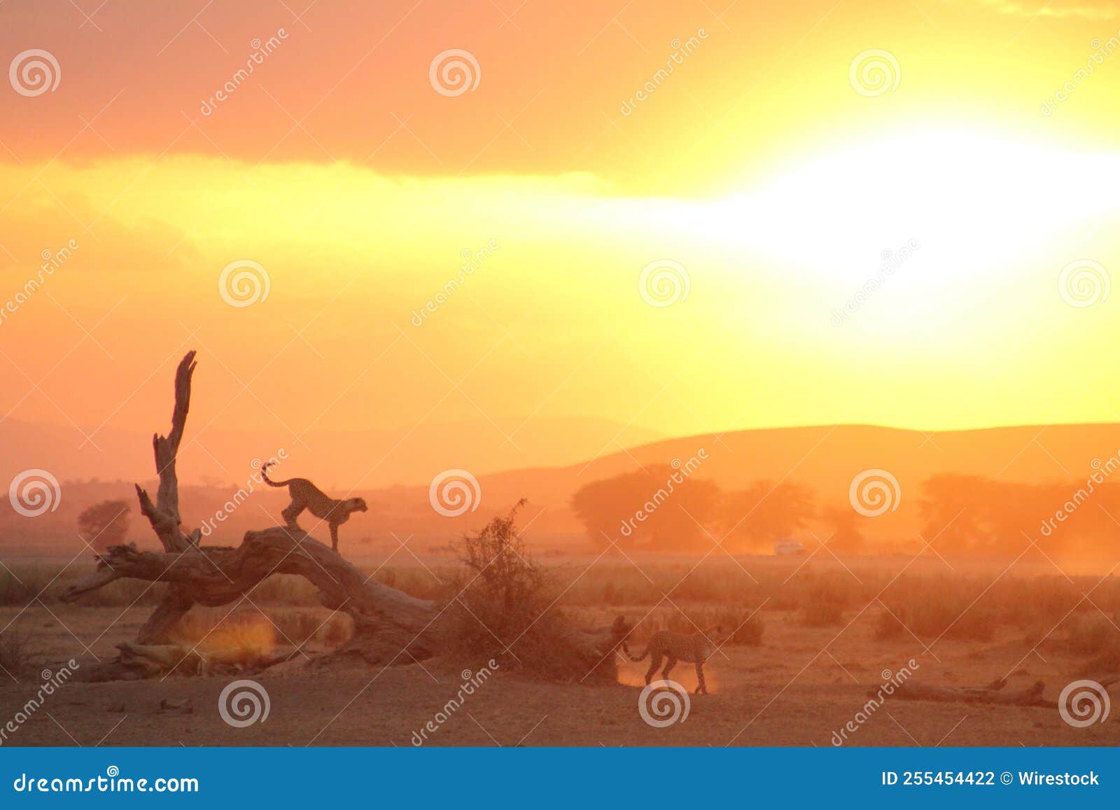 Beautiful Shot of Cheetahs in the Jungle during Sunset Stock Photo ...
