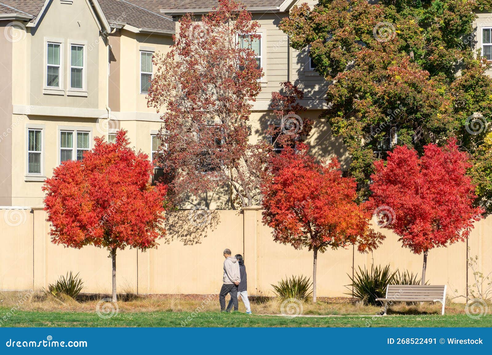 Beautiful Shot of Chinese Pistache Trees Growing in a Backyard Stock ...