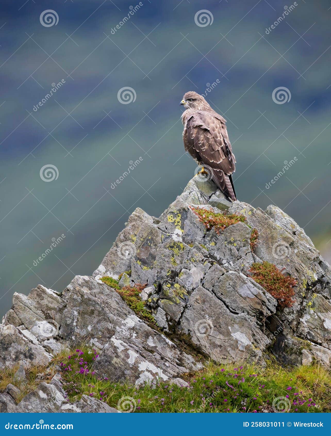 Beautiful Shot of Common Buzzard Sitting with His Back on the Rocky ...