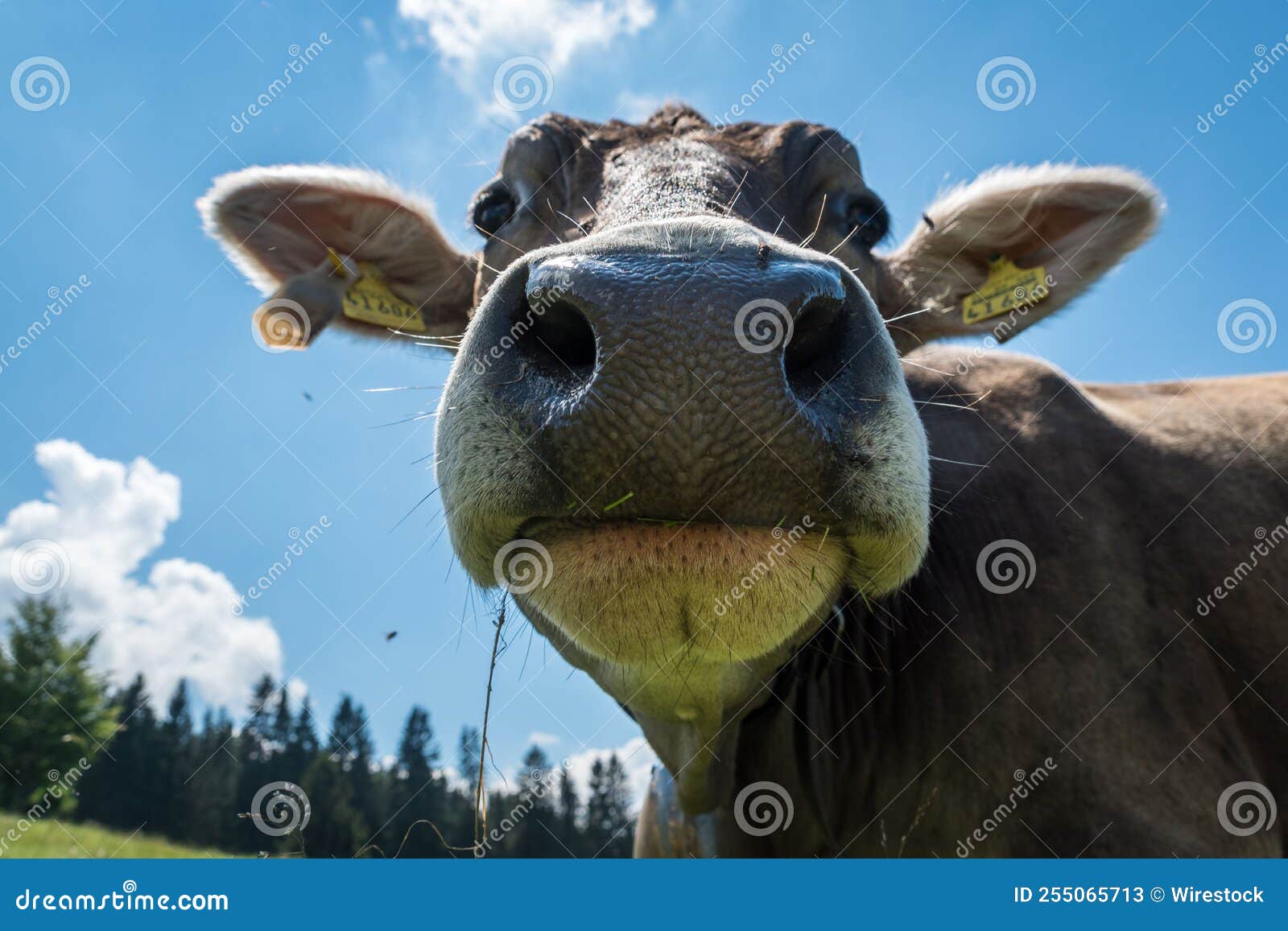 Beautiful Shot of a Cow Staring at the Camera Stock Image - Image of ...