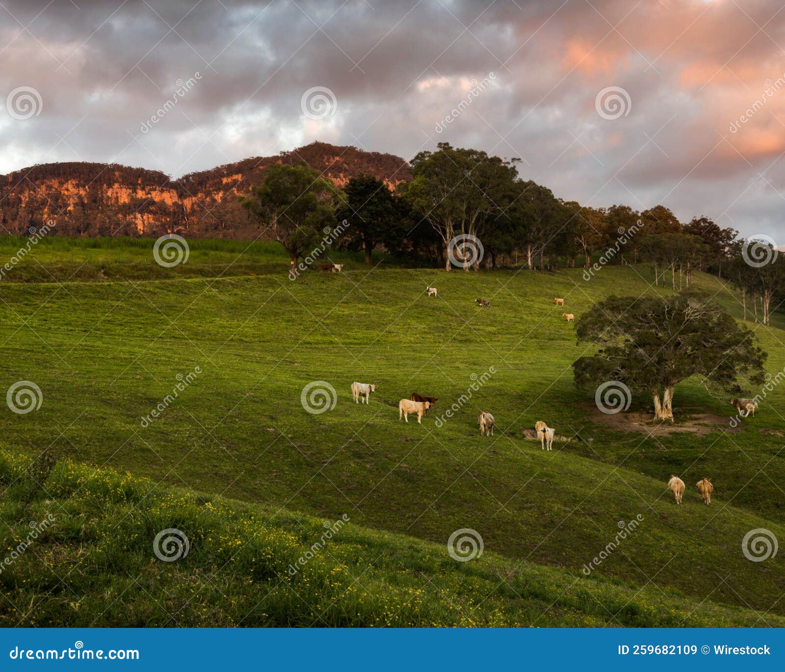 Beautiful Shot of Cows Grazing on the Hill in the Sunset Stock Image ...