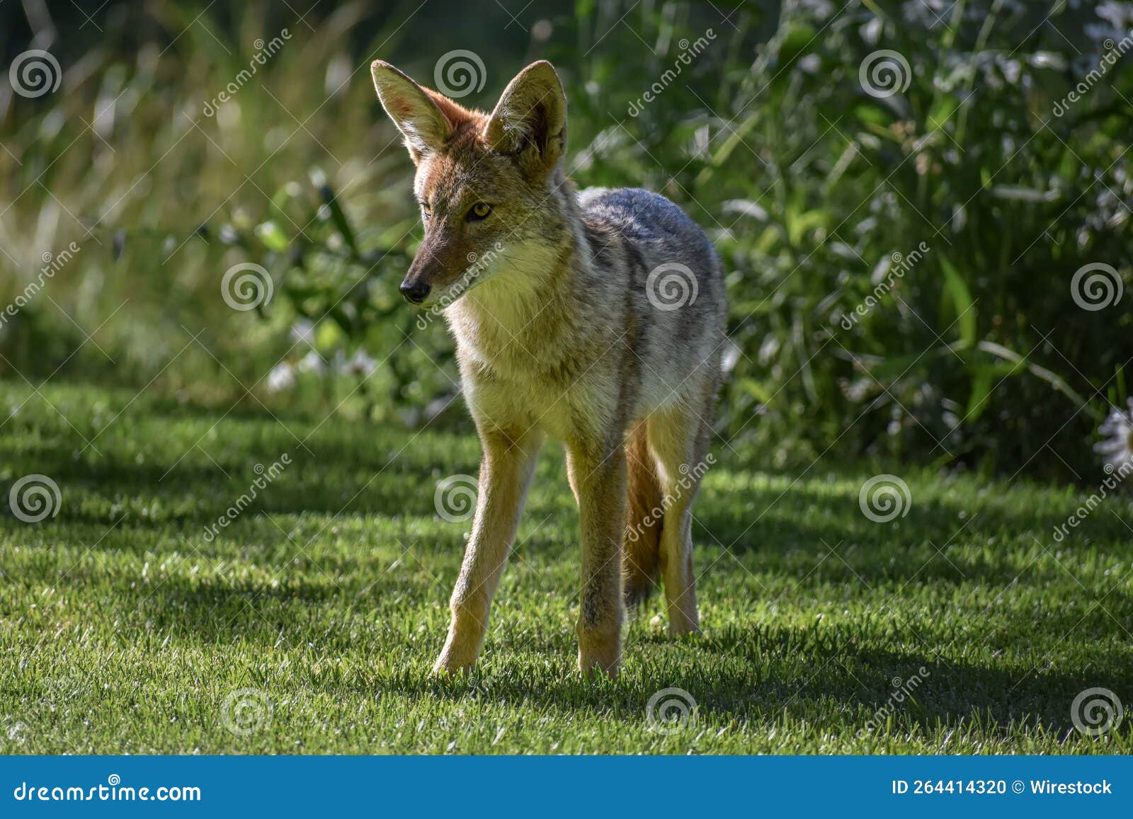 Beautiful Shot of a Coyote in a Green Forest during the Day Stock Photo ...