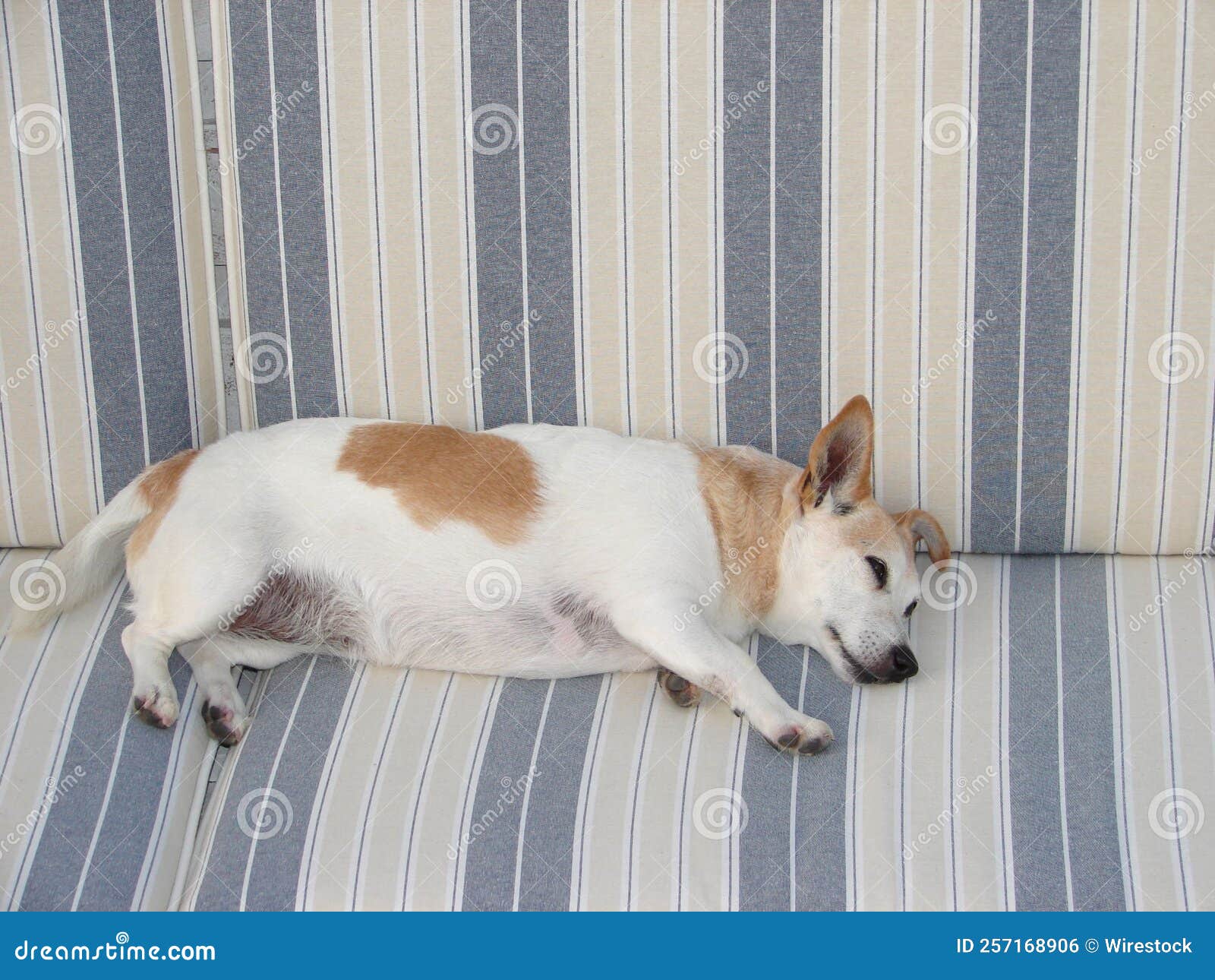 Beautiful Shot of a Cute Corgi Resting on a Sofa Stock Photo - Image of ...