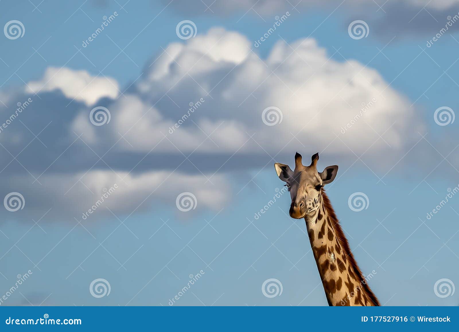 Beautiful Shot of a Cute Giraffe with the Clouds in the Blue Sky in the ...