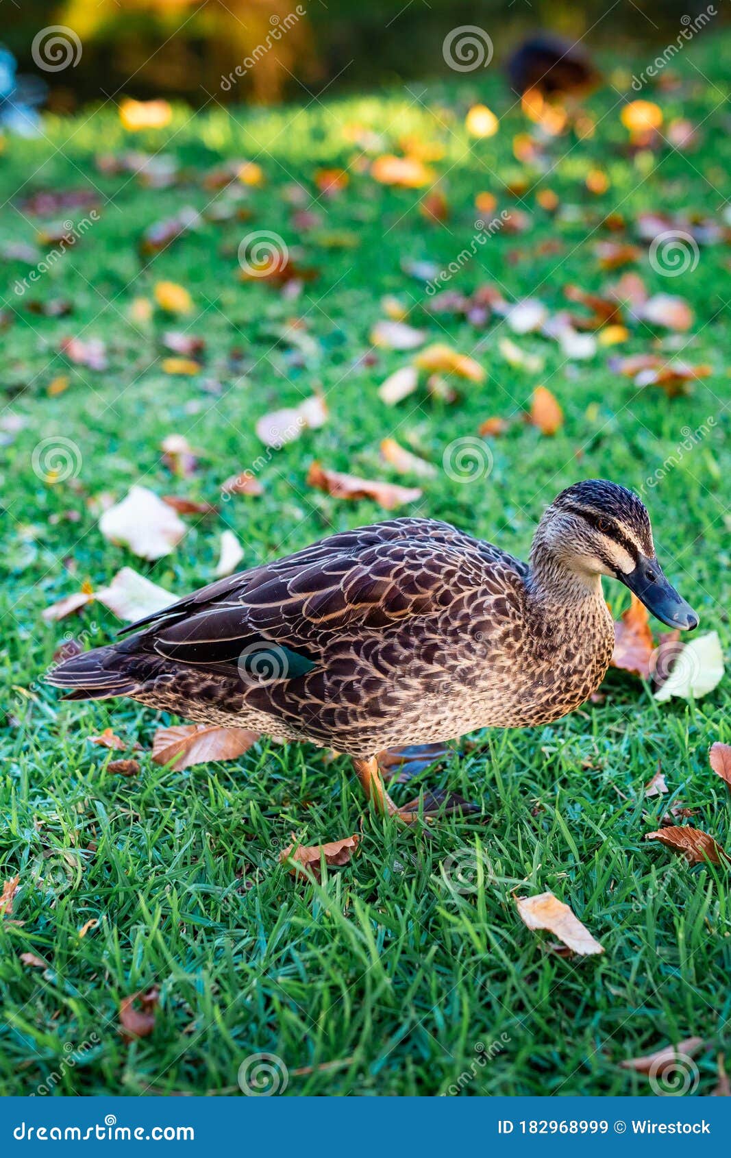 Beautiful Shot of a Cute Mallard Walking on a Grass Stock Image - Image ...