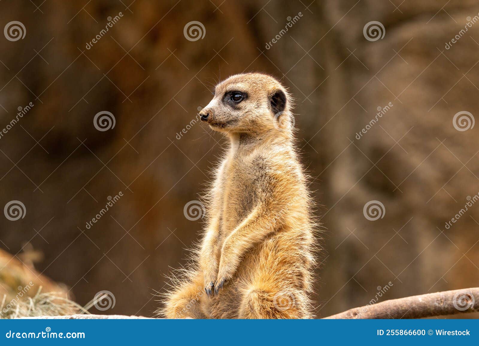 Beautiful Shot of a Cute Meerkat Stock Photo - Image of furry, wild ...