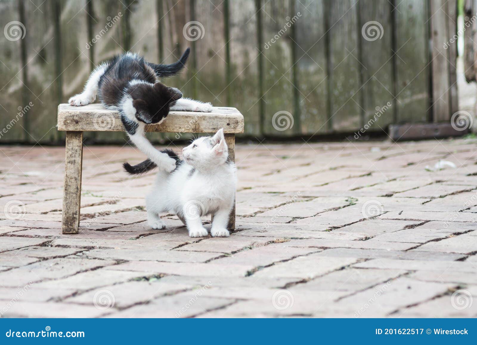 Beautiful Shot of Cute Playing Kittens Stock Image - Image of game ...