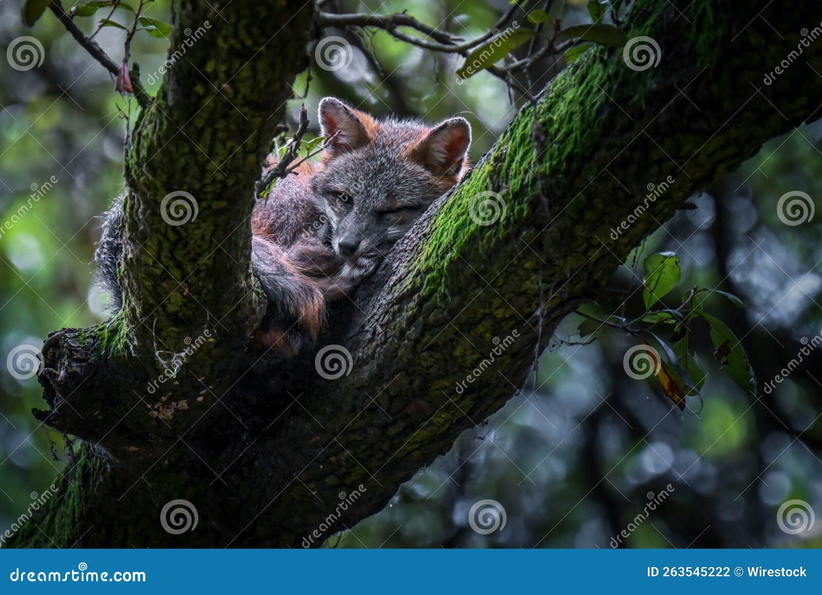 Beautiful Shot of Cute Red Fox in Rainforest on Mossy Tree Trunk Stock ...