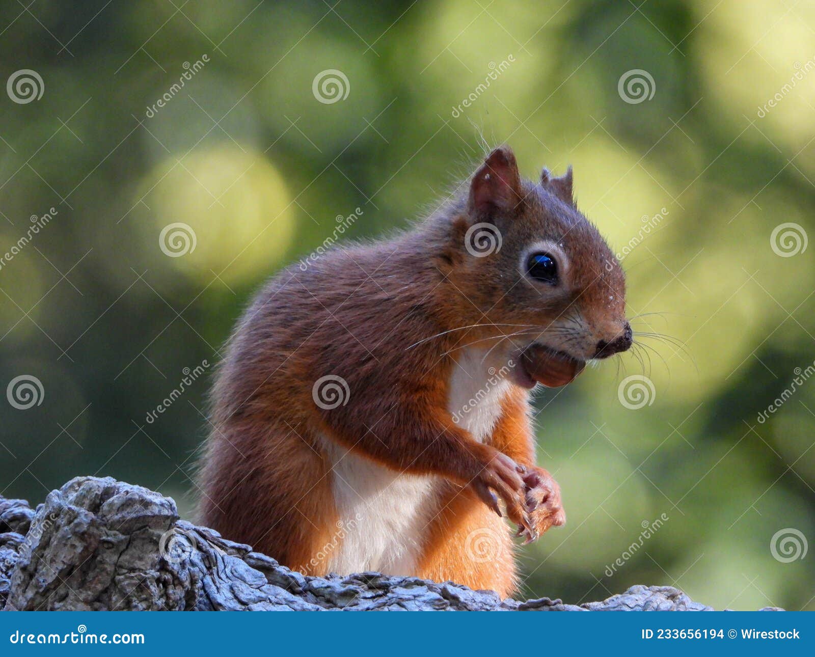 Beautiful Shot of a Cute Red Squirrel Outdoors in Daylight Stock Photo ...