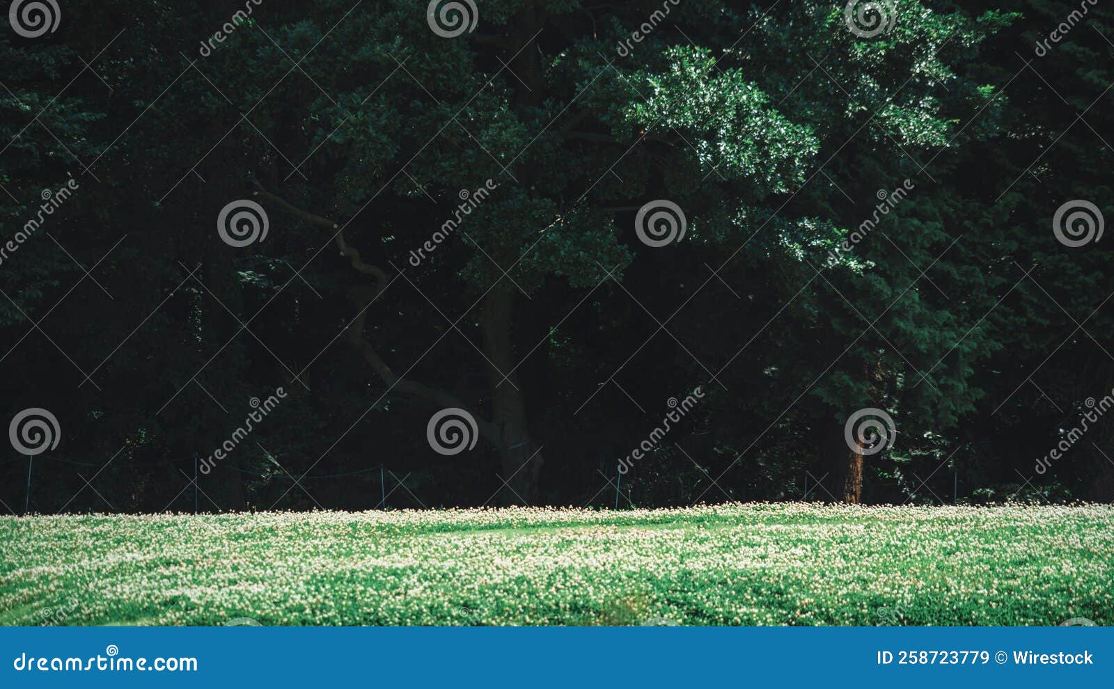 Beautiful Shot of a Dark Green Forest during the Day Stock Image ...