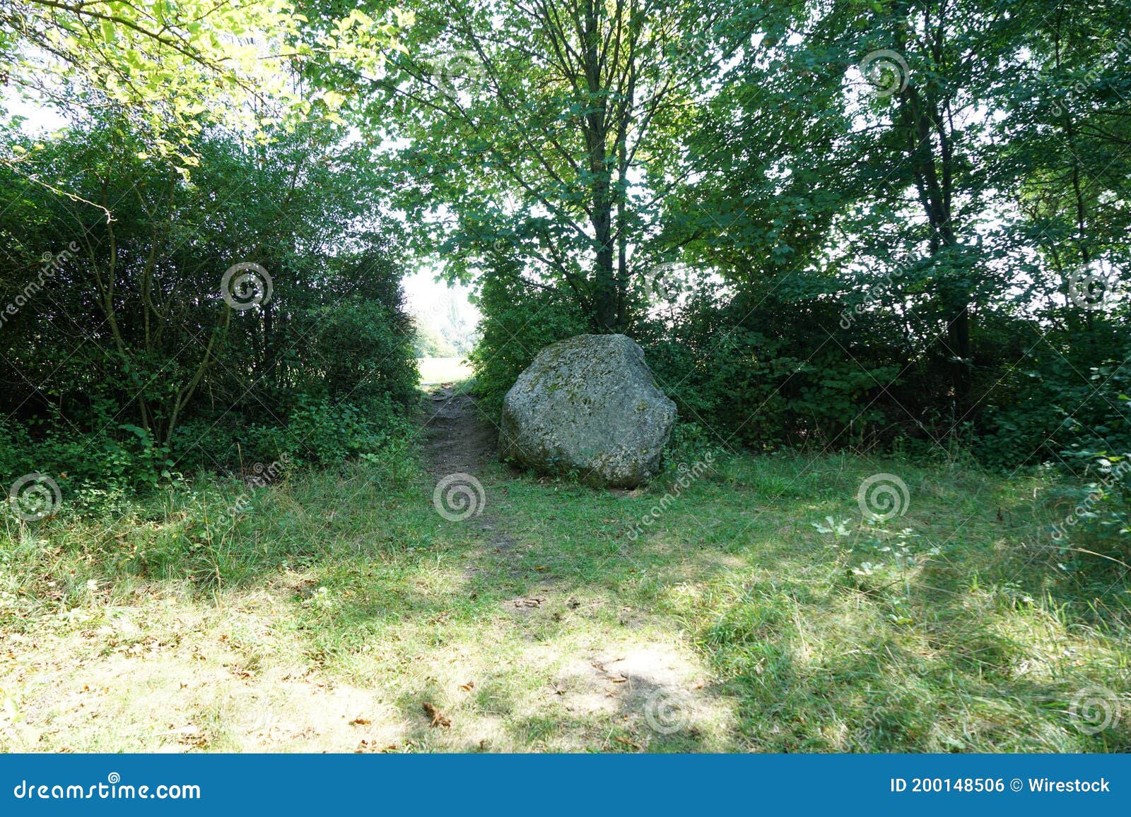 Beautiful Shot of Dense Messy Forest Foliage in the Summer Stock Photo ...